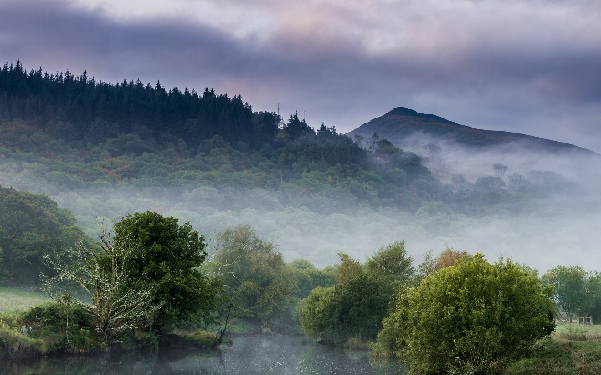 Serene Foggy Forest: HD Nature Wallpaper