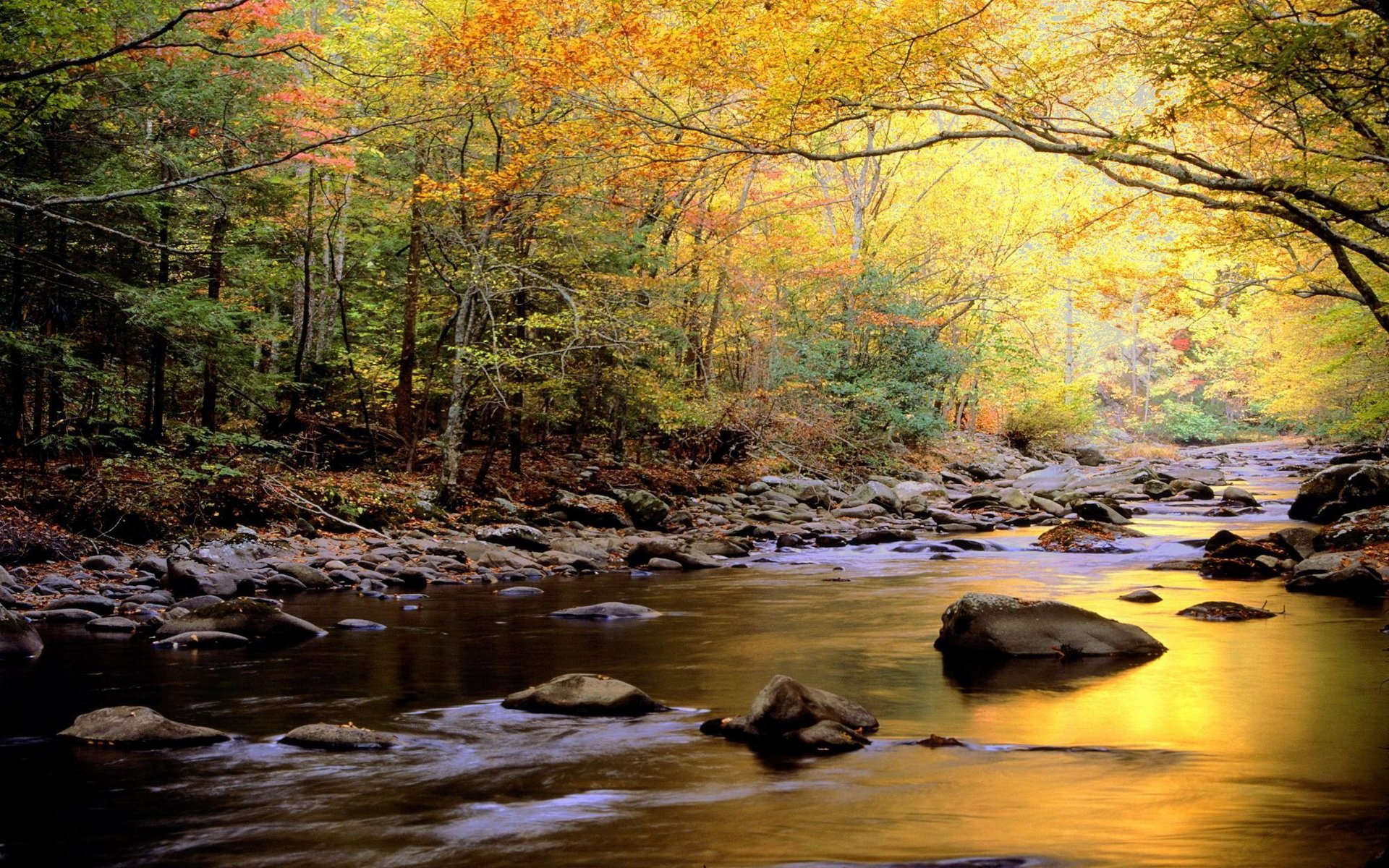 Autumn's Golden River — HD Nature Wallpaper | 1920x1200 | Wallpaper Abyss