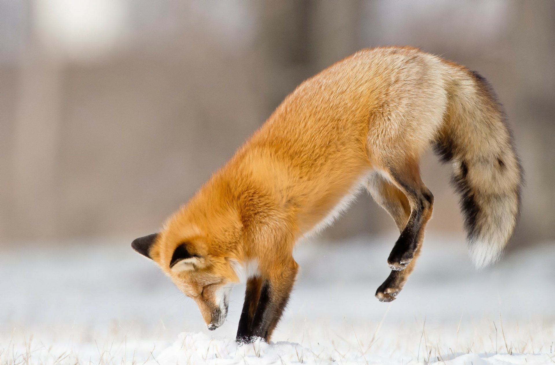 Winter Fox Leap – Stunning HD Wildlife Wallpaper