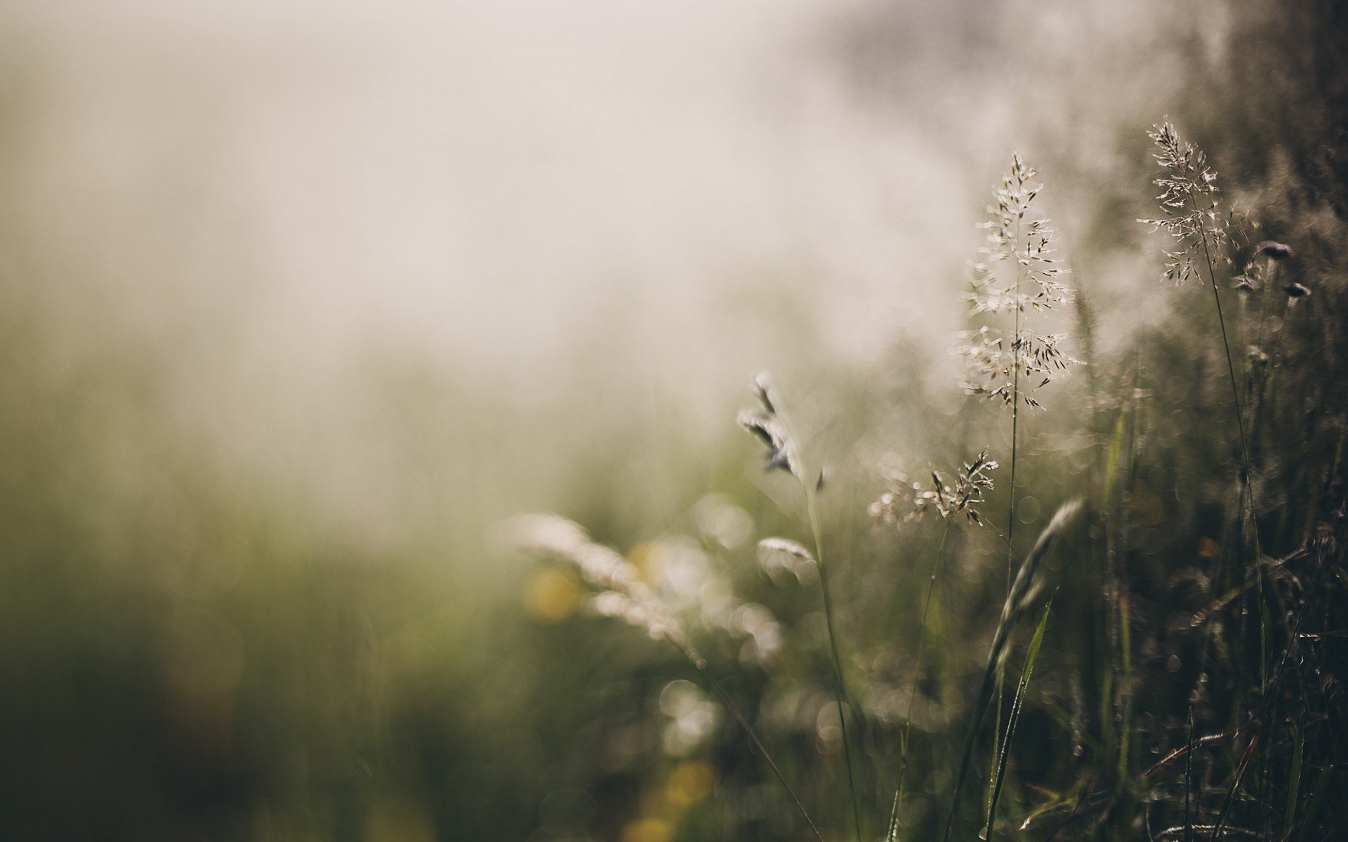 Download Photography Macro HD Wallpaper | 1920x1200 | Wallpaper Abyss