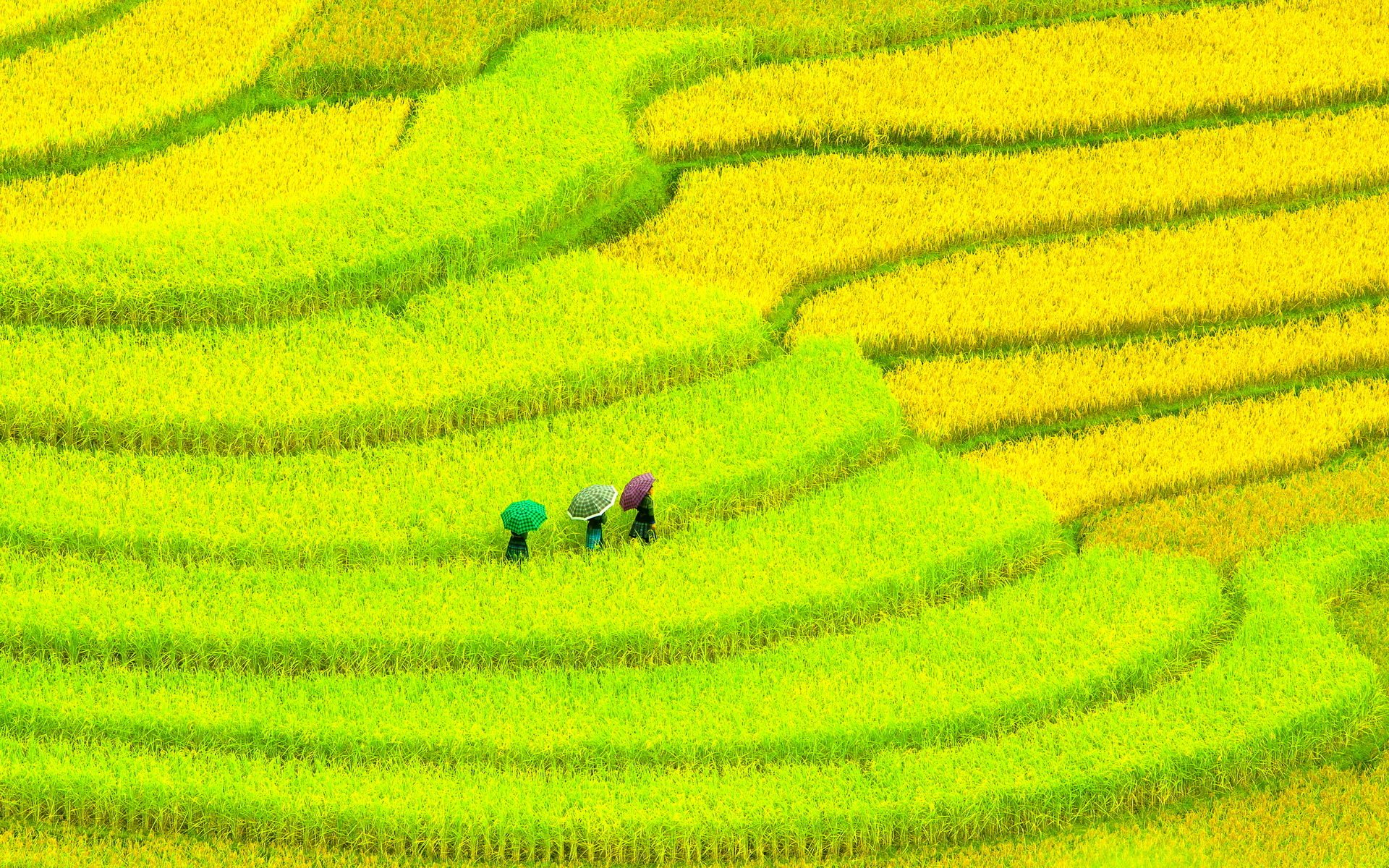 Download Man Made Rice Terrace HD Wallpaper