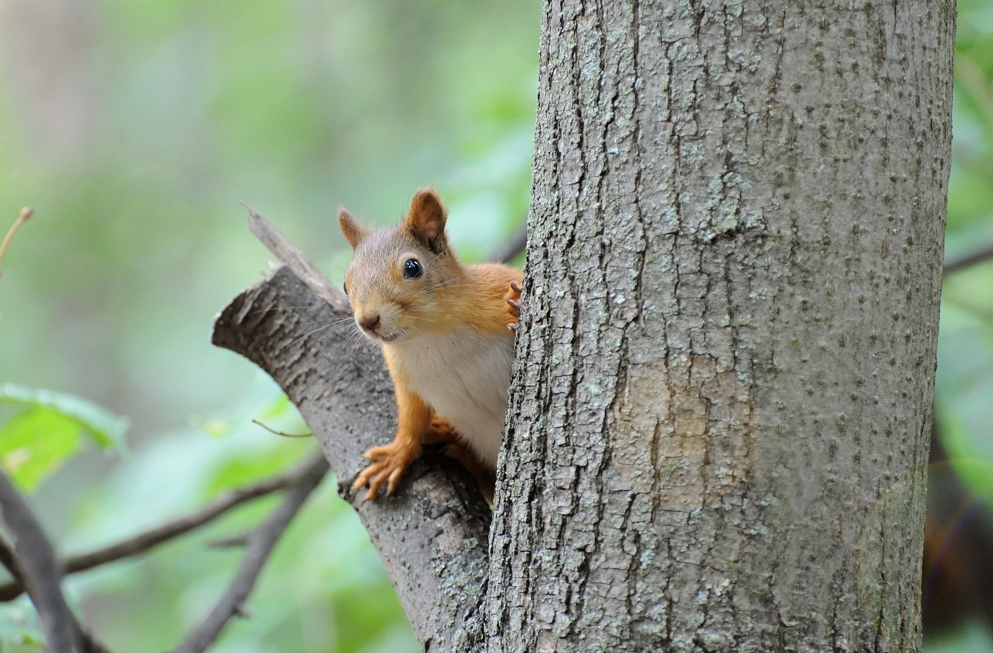 Download Tree Animal Squirrel HD Wallpaper