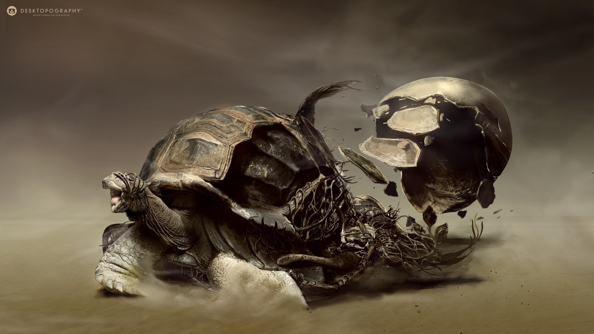 Download Fantasy Turtle HD Wallpaper by Pawel Dabrowski