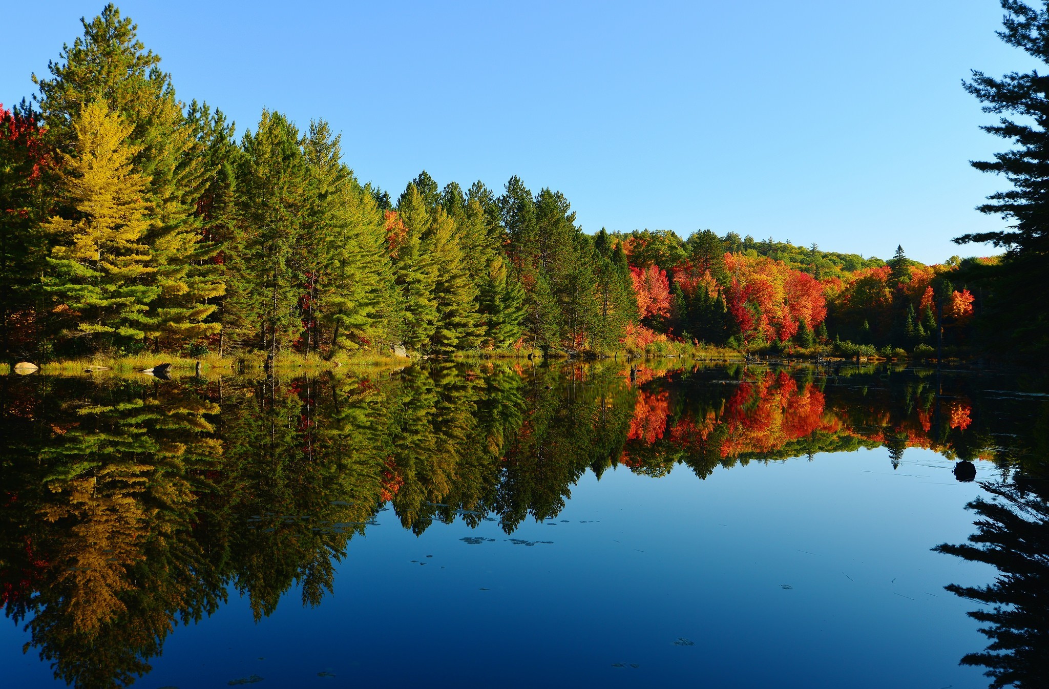 Download Forest Lake Fall Nature Reflection HD Wallpaper