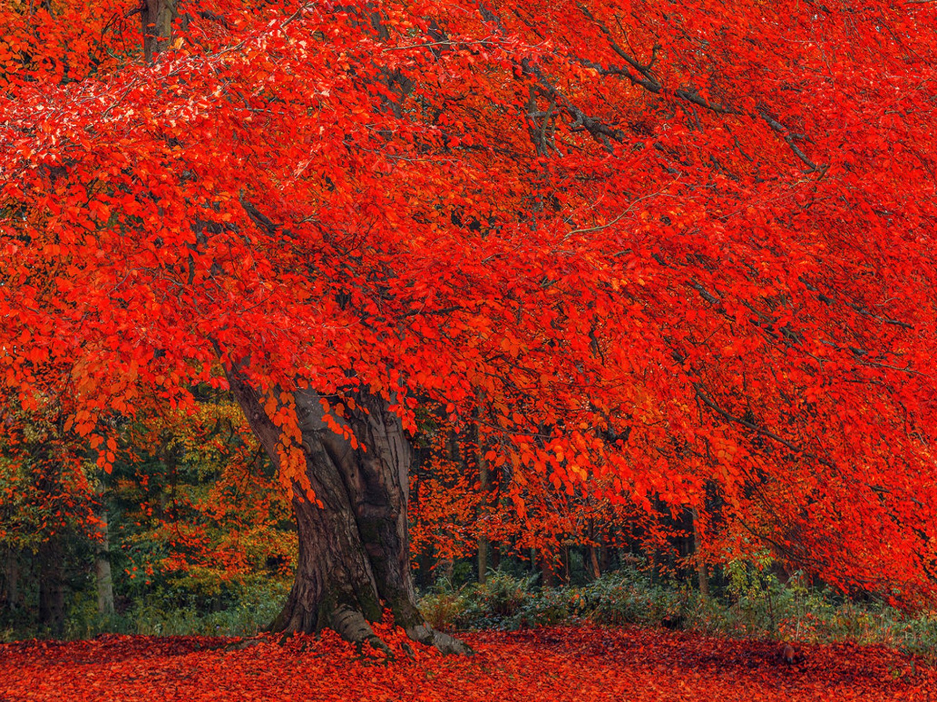Vivid Red Autumn Tree – Stunning Fall Forest HD Wallpaper