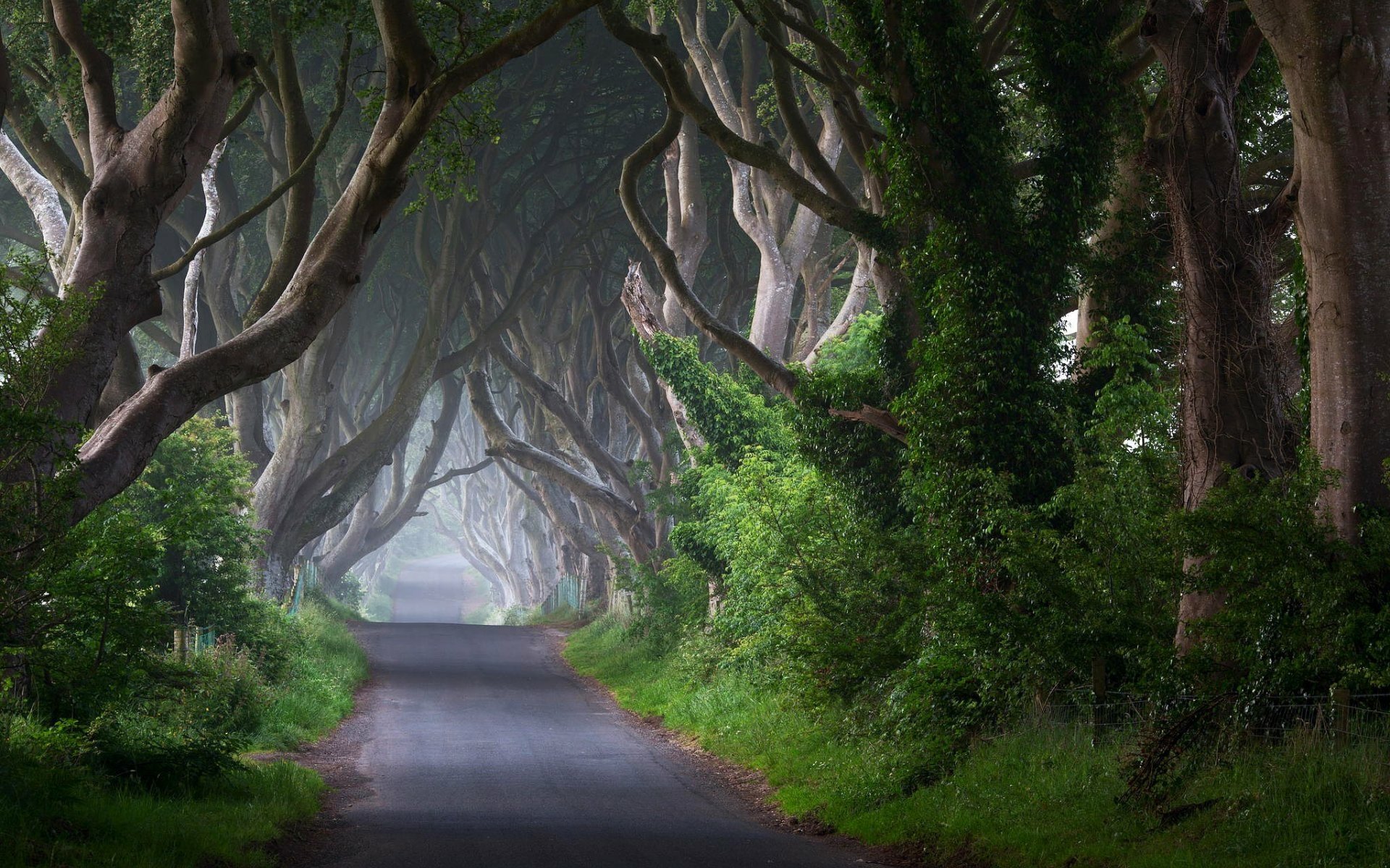 Enchanted Roadway: A Stunning HD Wallpaper of Tree Shadows