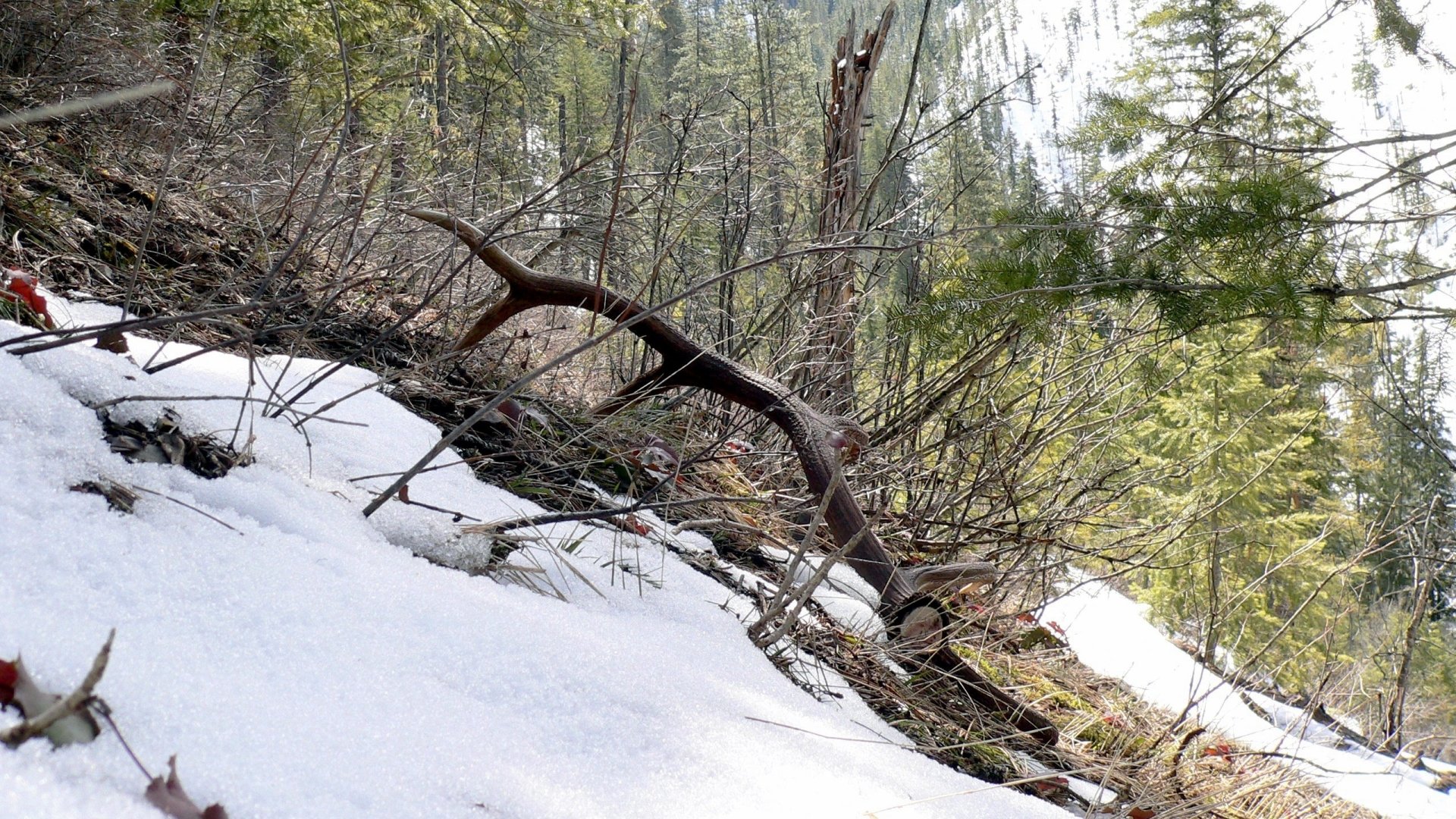 Download Photography Antler HD Wallpaper