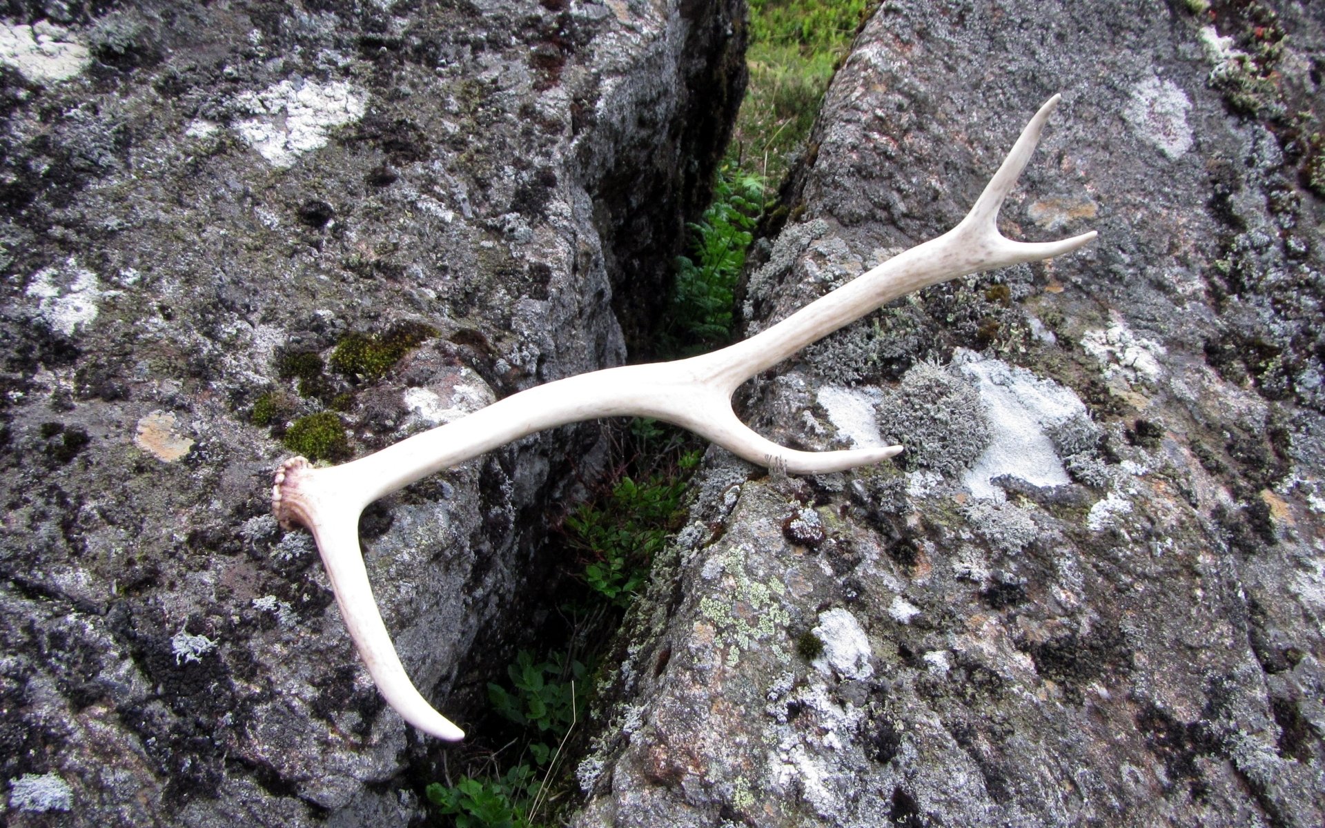 Download Photography Antler HD Wallpaper