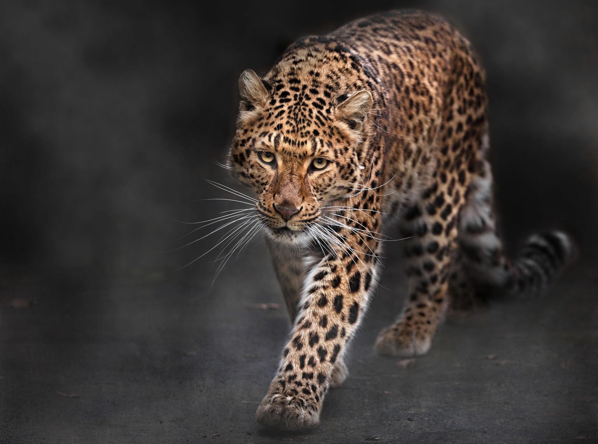 Desktop Wallpapers Animals Leopard