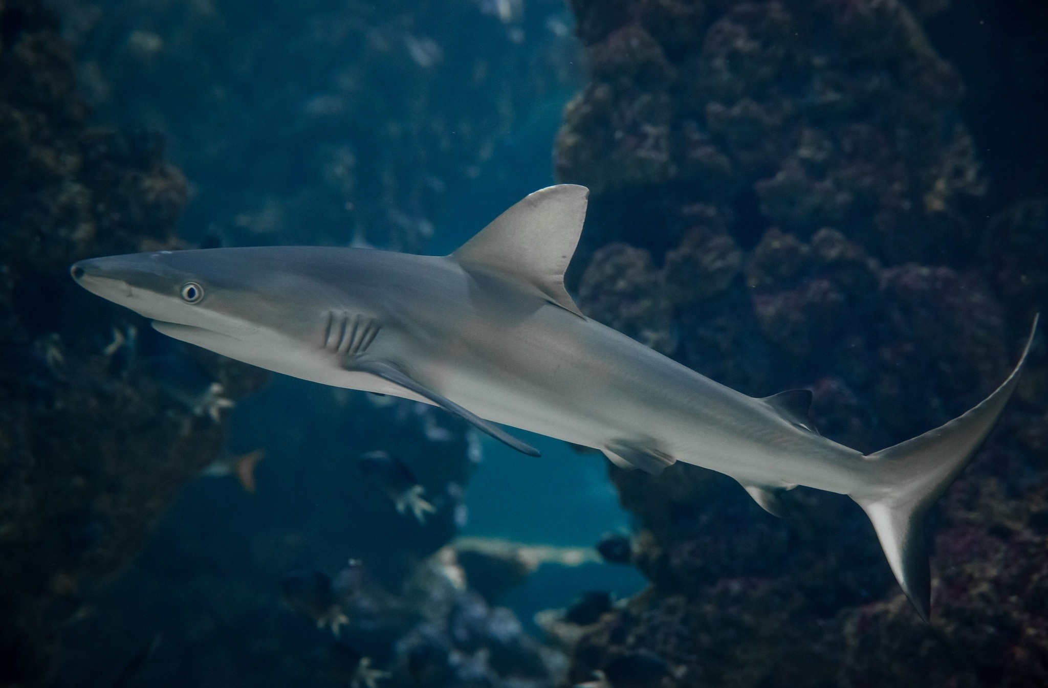 Download Underwater Animal Shark HD Wallpaper