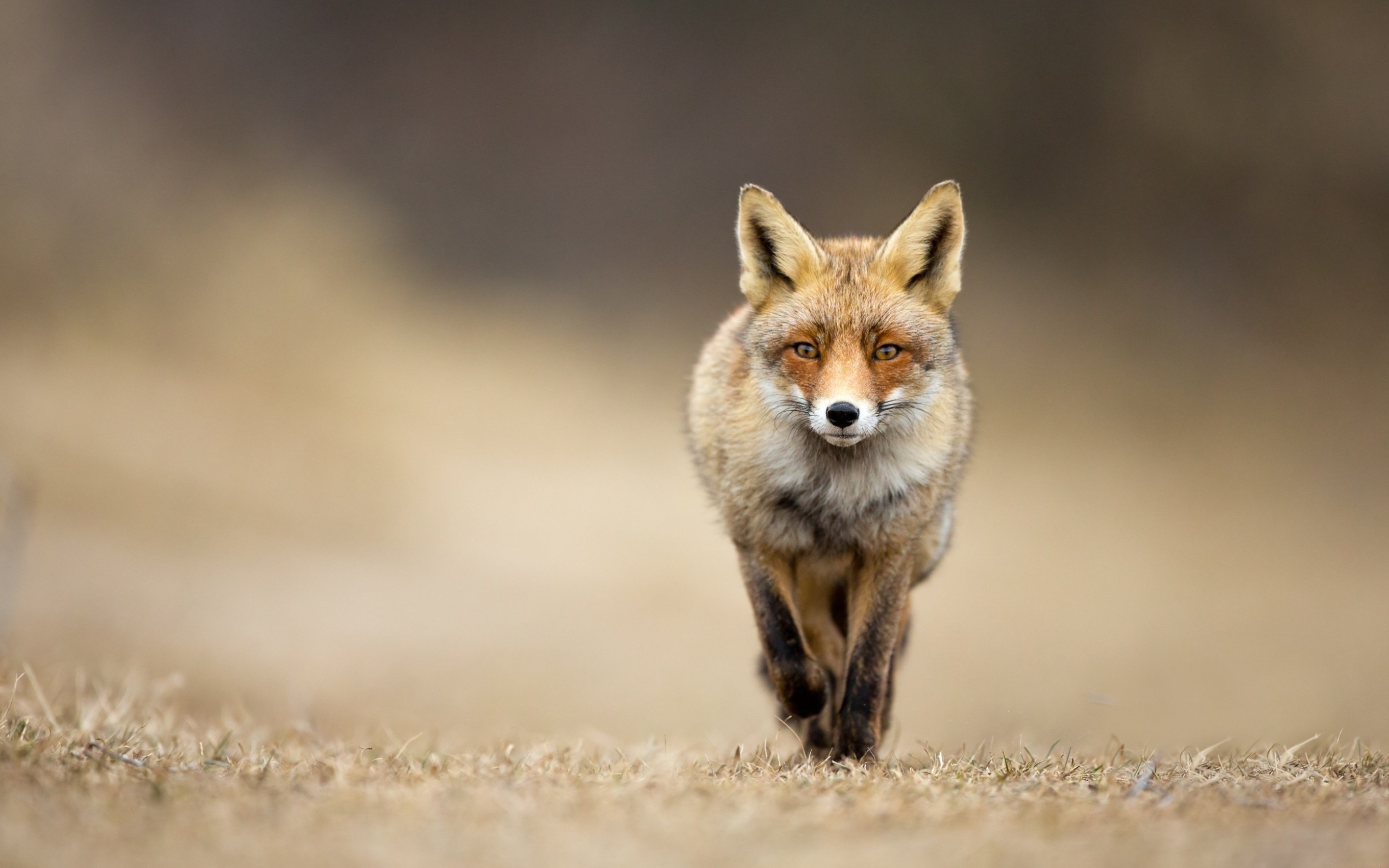 Fox HD Wallpaper | Background Image | 2880x1800 | ID:548663 - Wallpaper ...