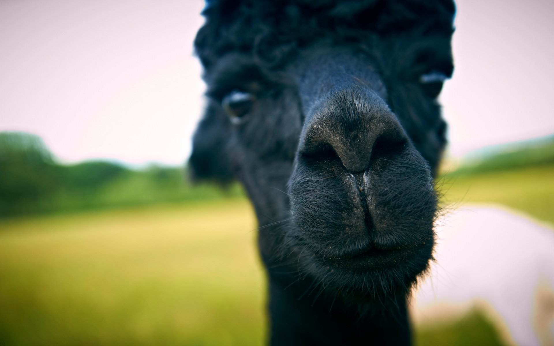 Download Animal Alpaca HD Wallpaper