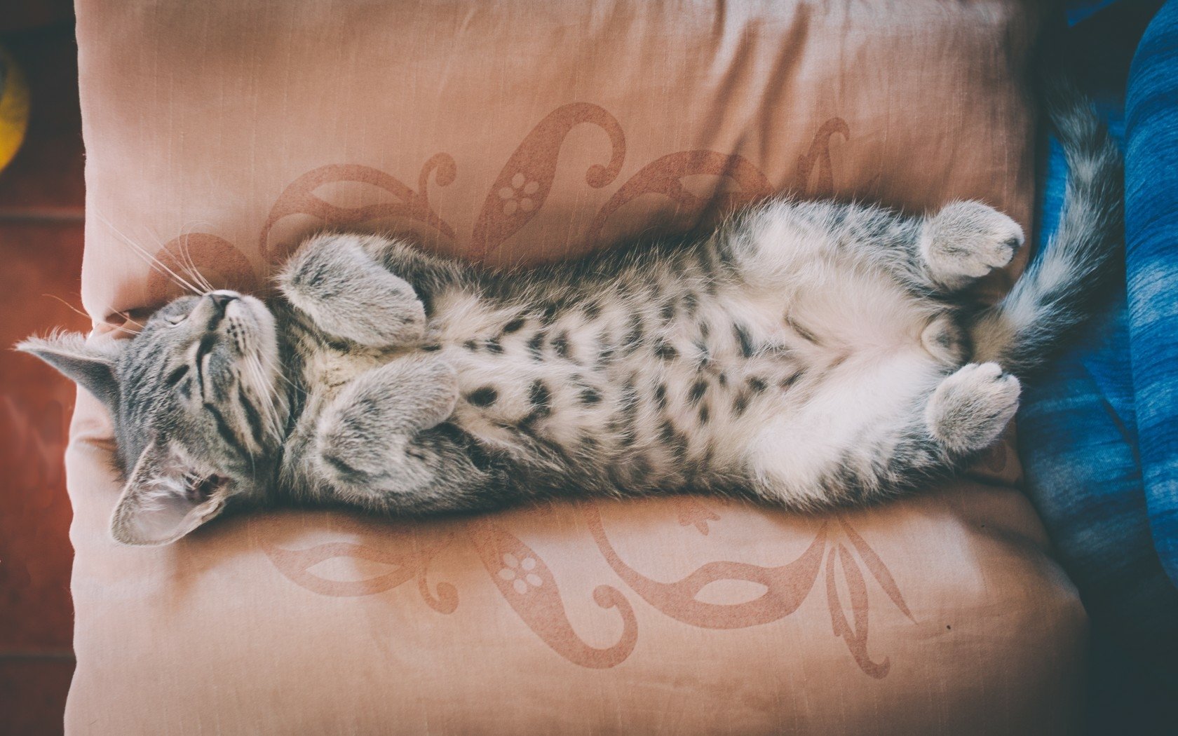 Cozy Cat Dreams: HD Wallpaper for Animal Lovers