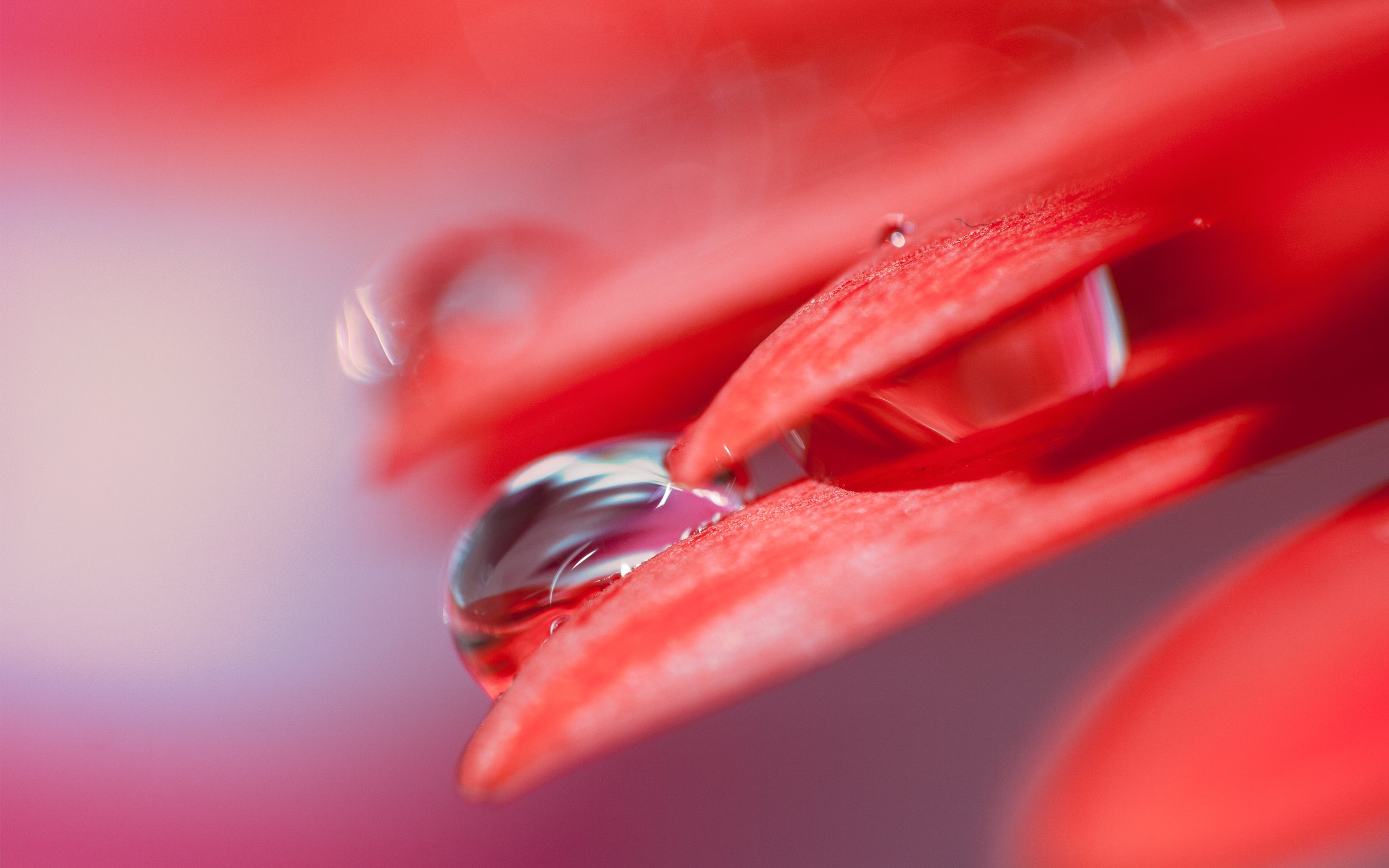 Download Nature Water Drop HD Wallpaper