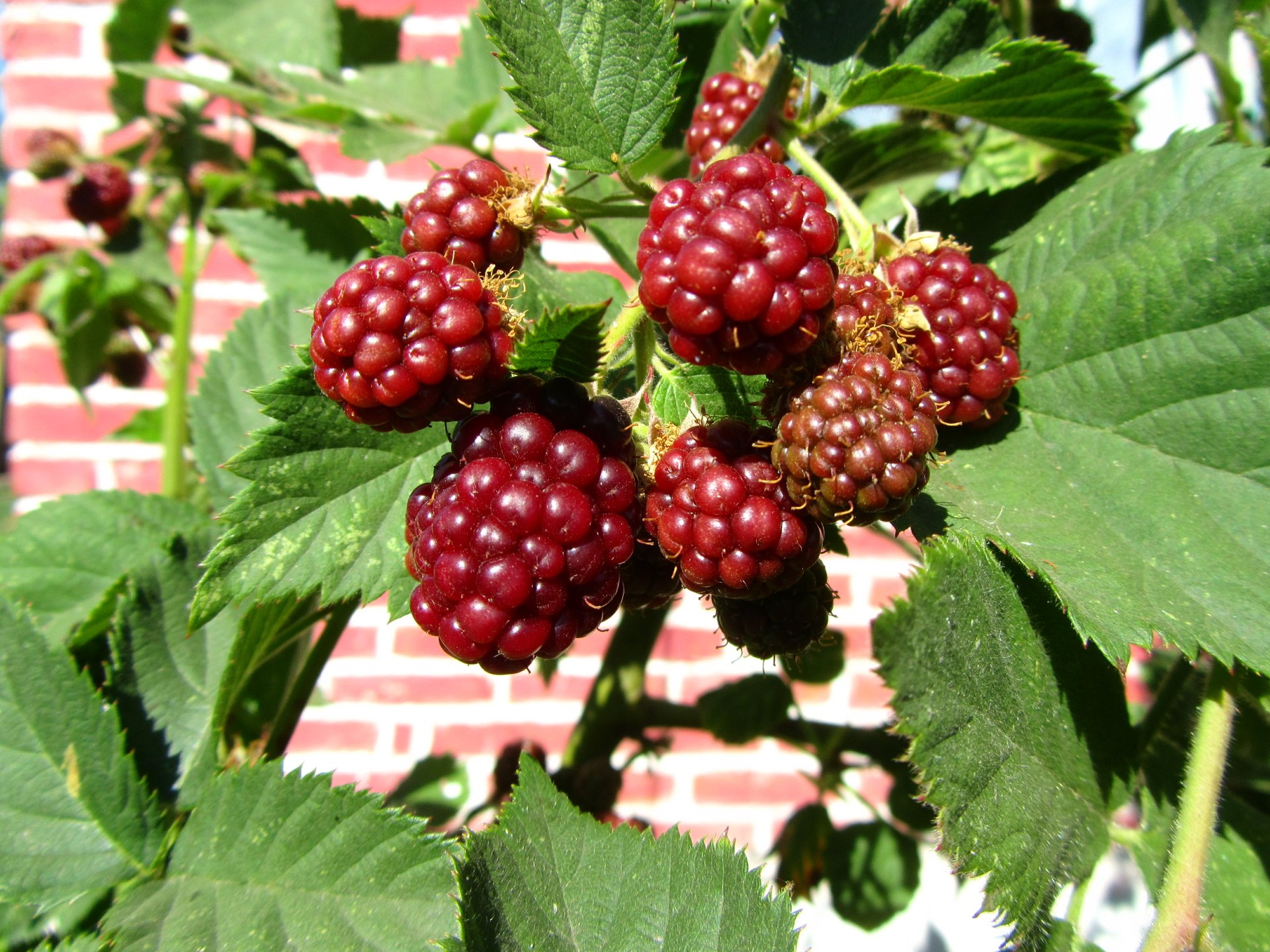 Download Food Raspberry 4k Ultra HD Wallpaper by Vergilius