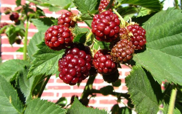 [530+] Raspberry 4k Wallpapers