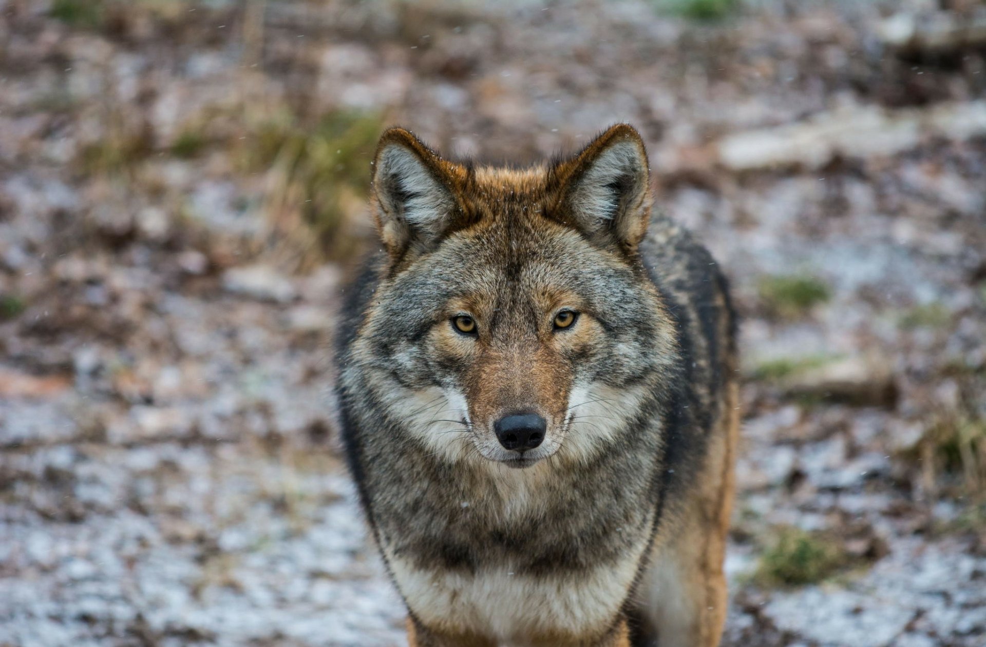 Majestic Grey Wolf in HD - Wild Animal Wallpaper | 2048x1345 ...