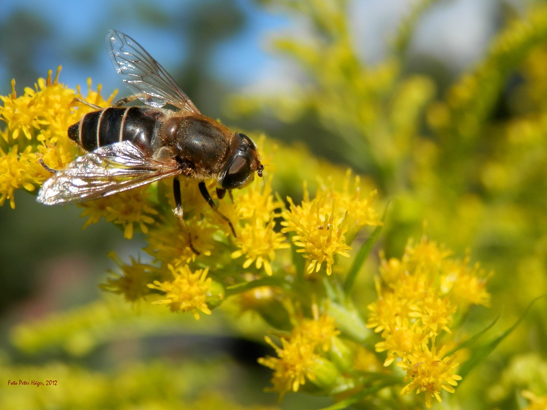 Flower Fly HD Wallpaper | Background Image | 1920x1440 | ID:552071 ...