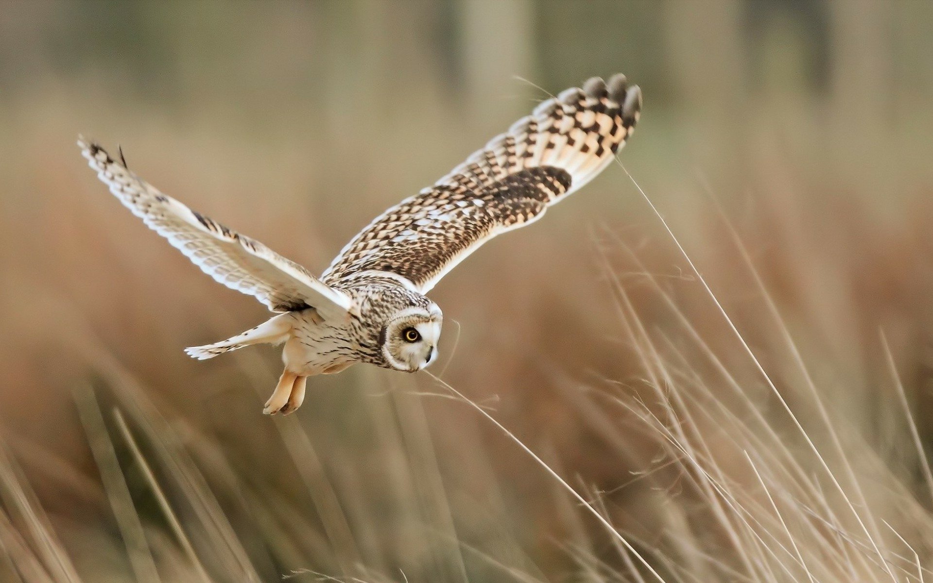 Owl Full HD Wallpaper and Background Image | 1920x1200 | ID:552434