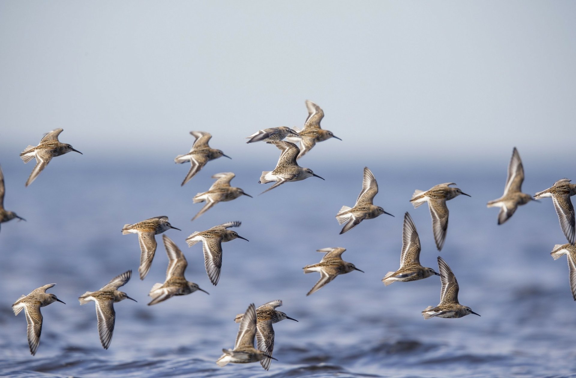 Download Sea Bird Animal Bird HD Wallpaper