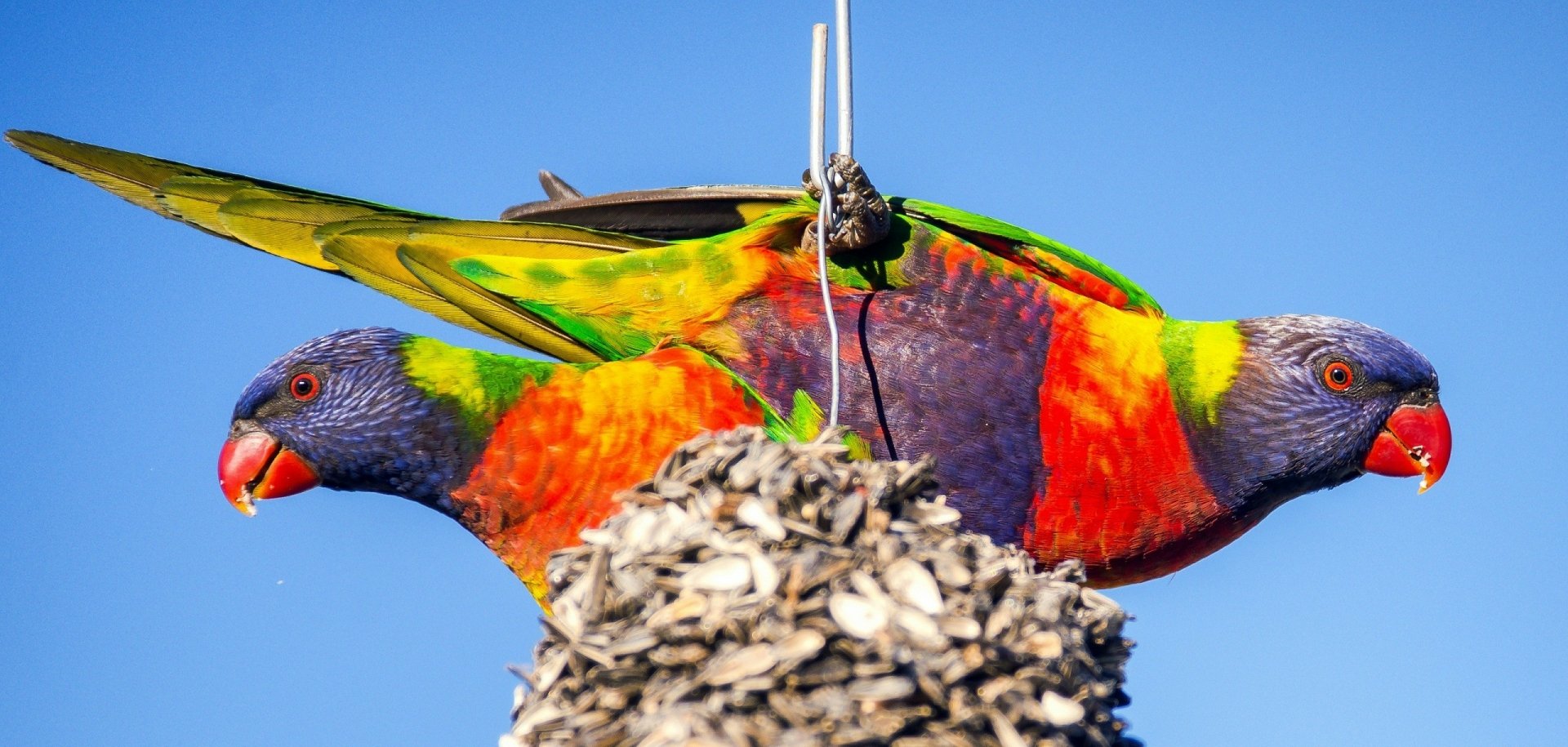 Download Parrot Animal Rainbow Lorikeet HD Wallpaper