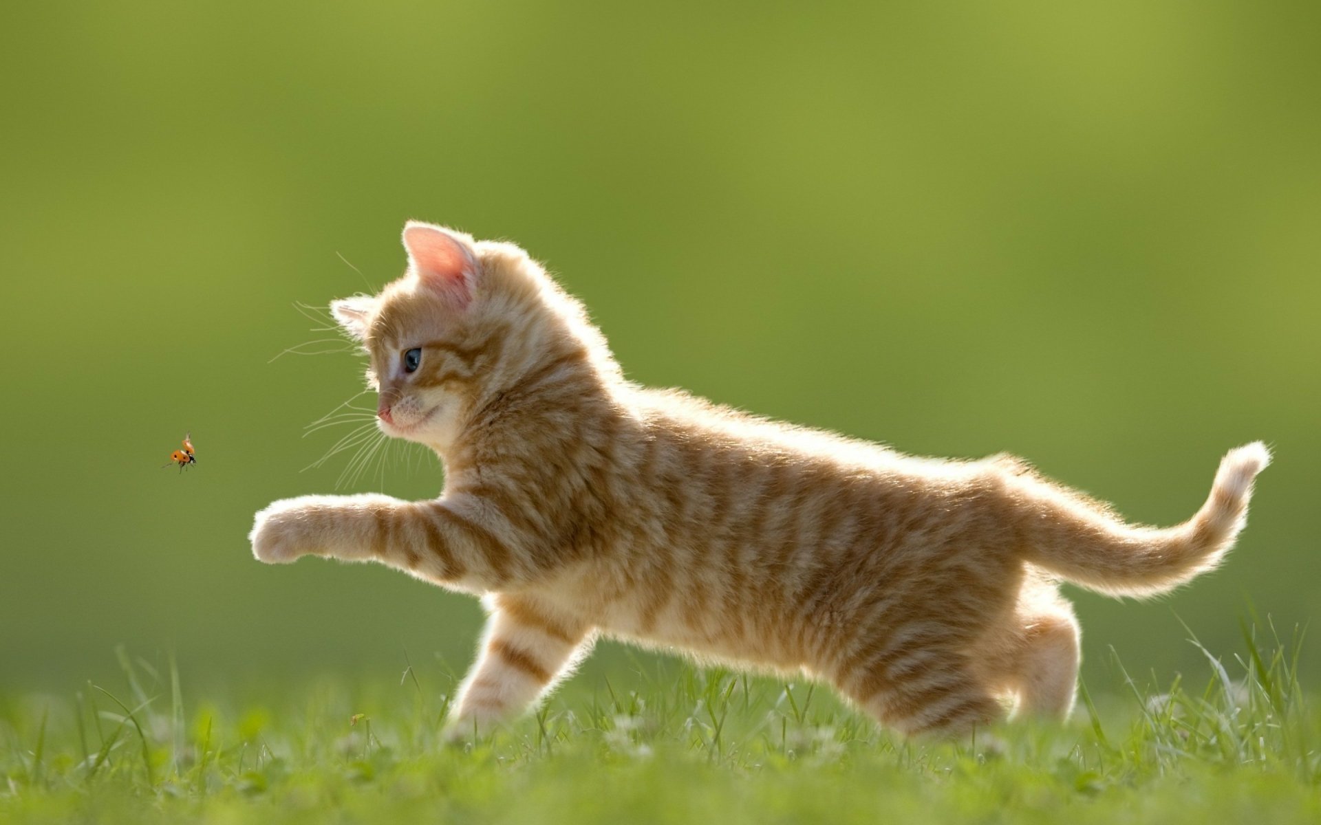 Playful Kitten Chasing a Ladybug - HD Wallpaper