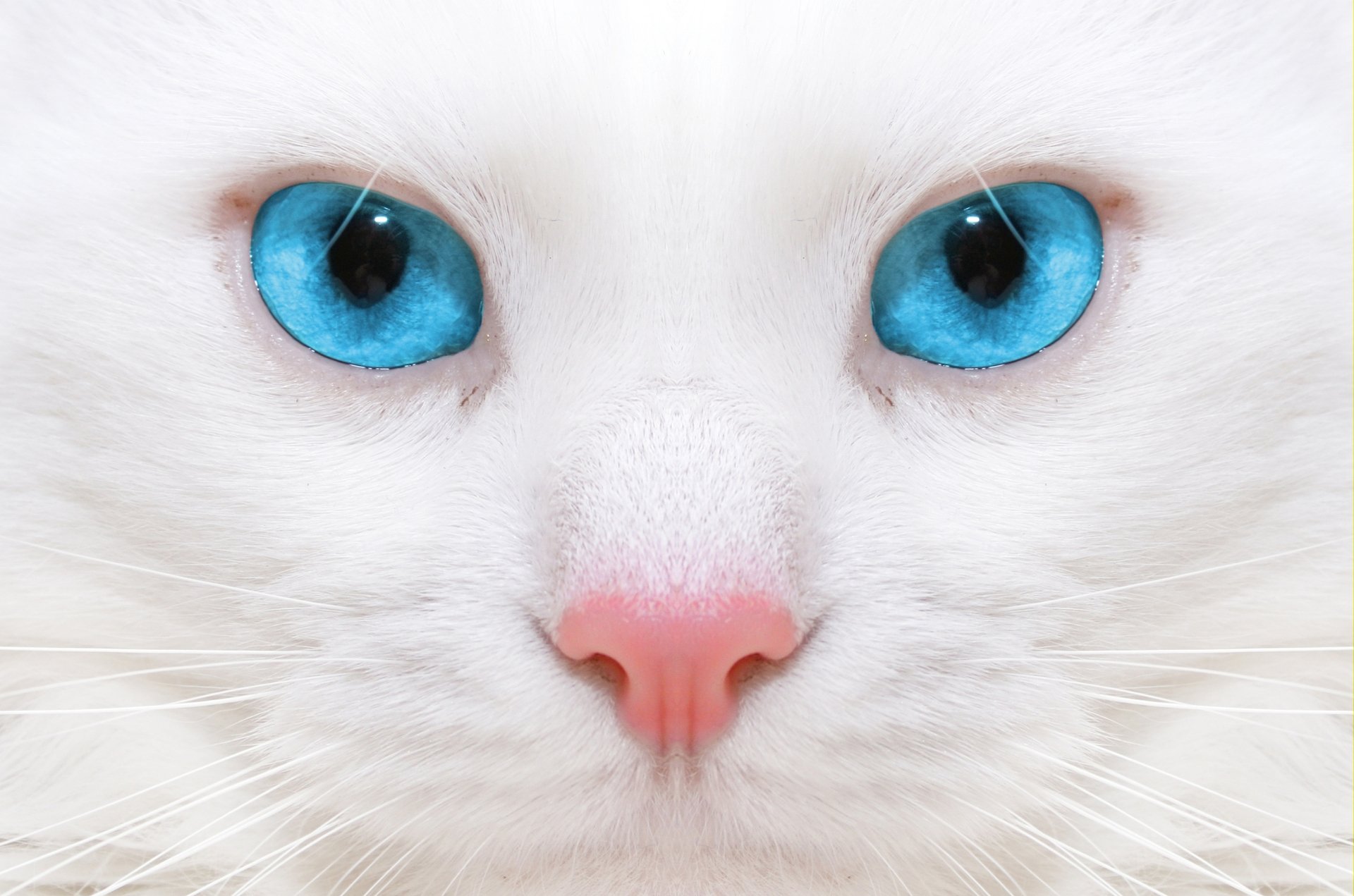 Stunning 4K Ultra HD Cat with Mesmerizing Blue Eyes Wallpaper ...