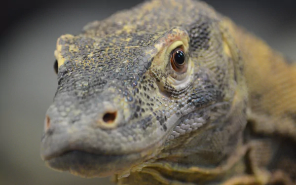 Komodo Dragon 4k Wallpapers