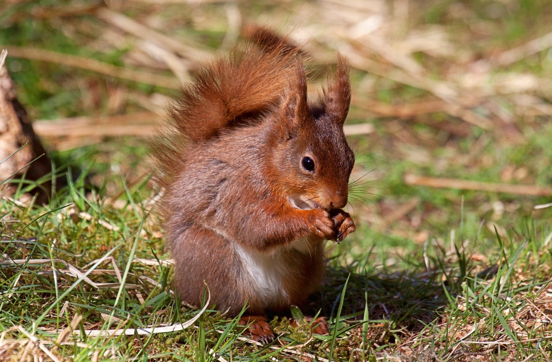 Download Animal Squirrel HD Wallpaper | 2048x1345 | Wallpaper Abyss