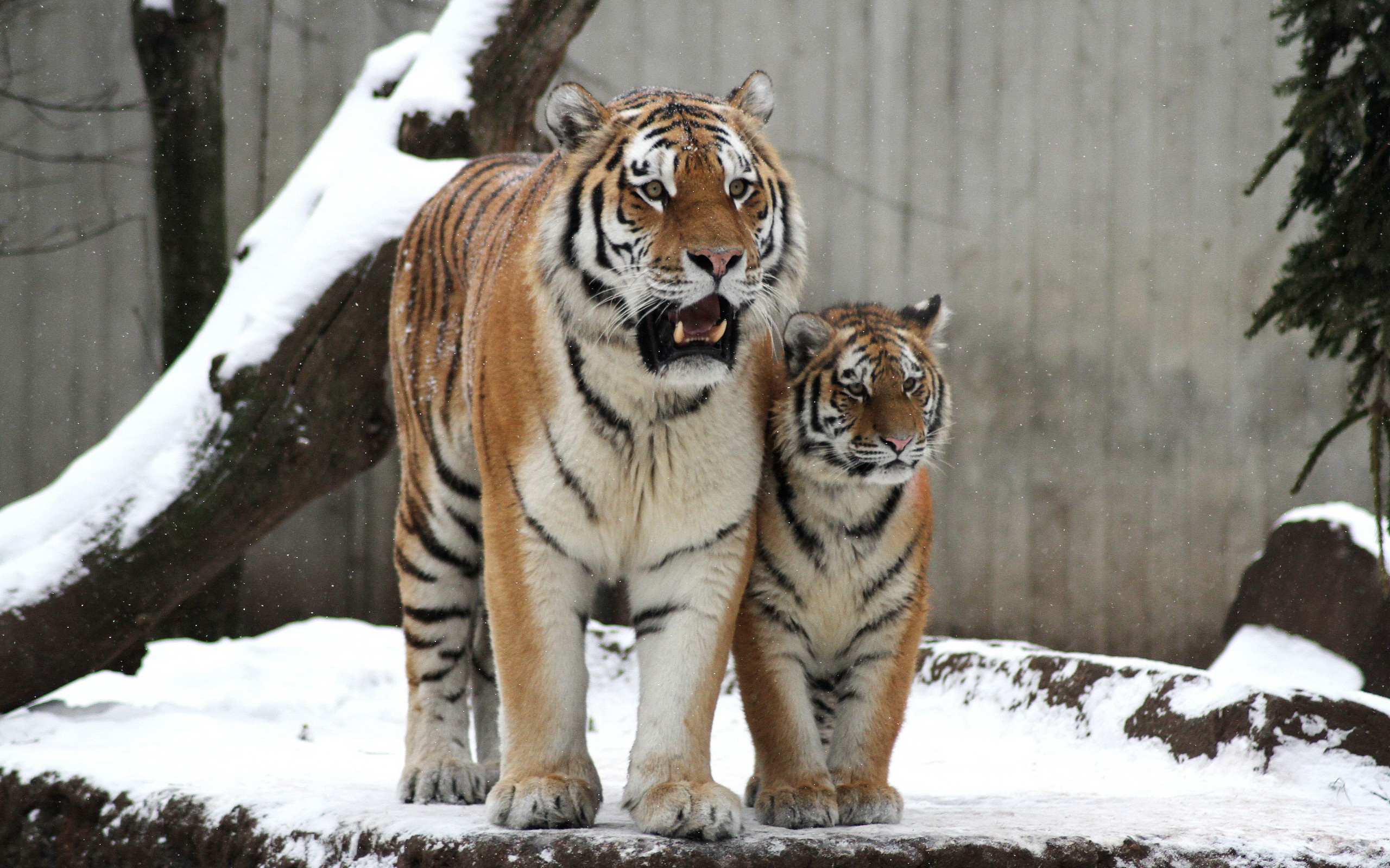 Pair Of Tigers Wallpaper