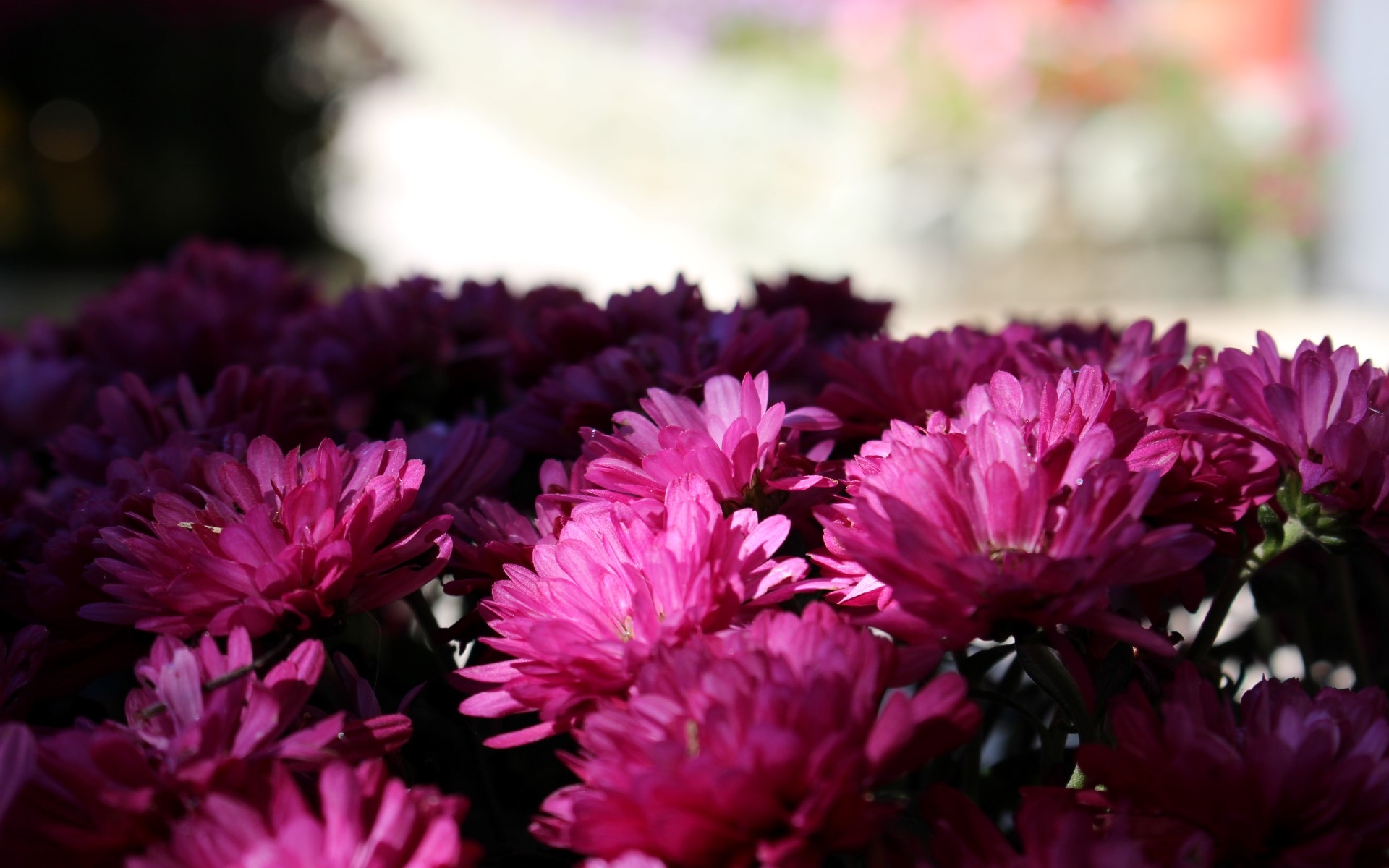 Flower HD Wallpaper by Phaethon