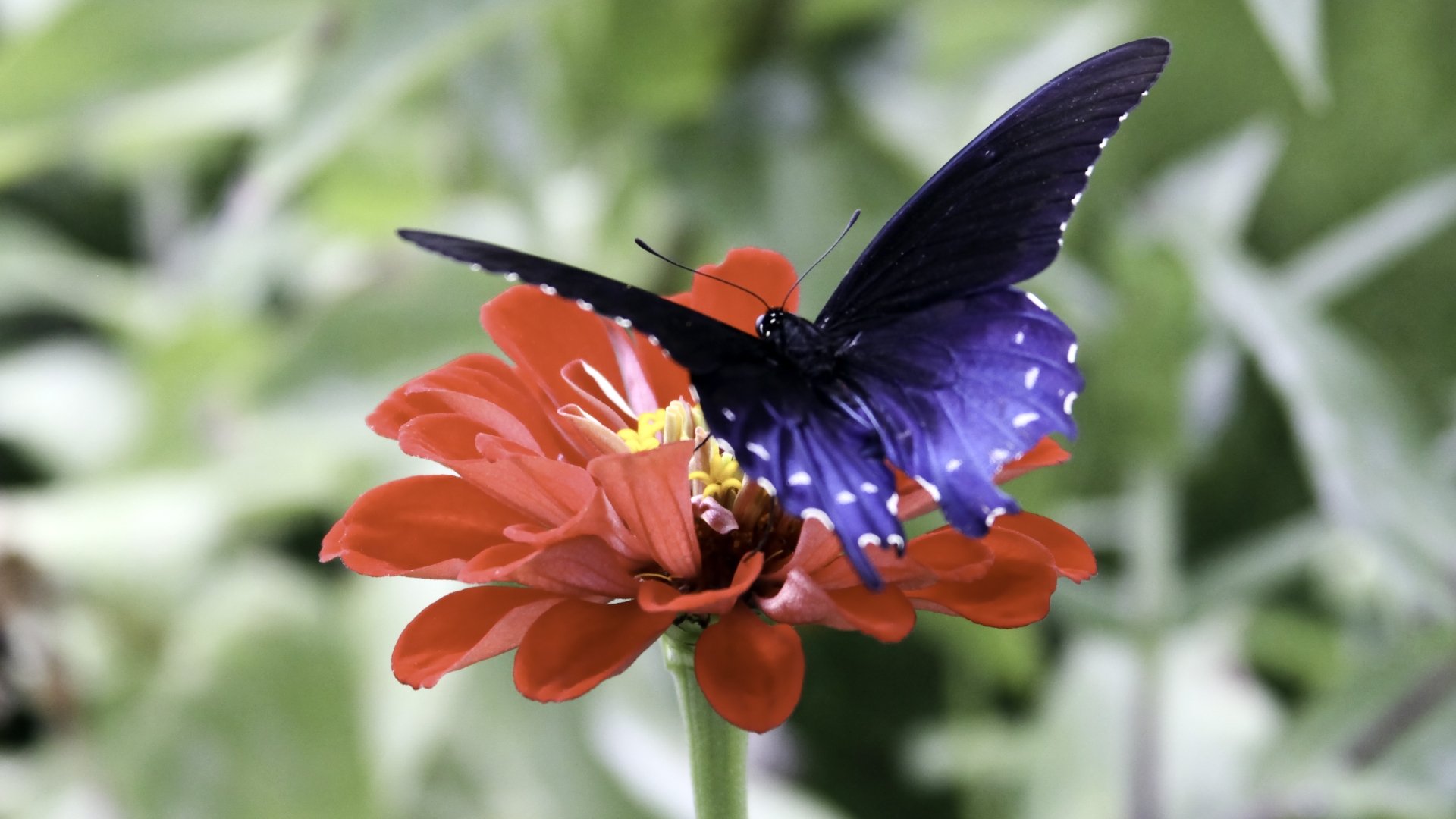 Download Animal Butterfly 8k Ultra HD Wallpaper