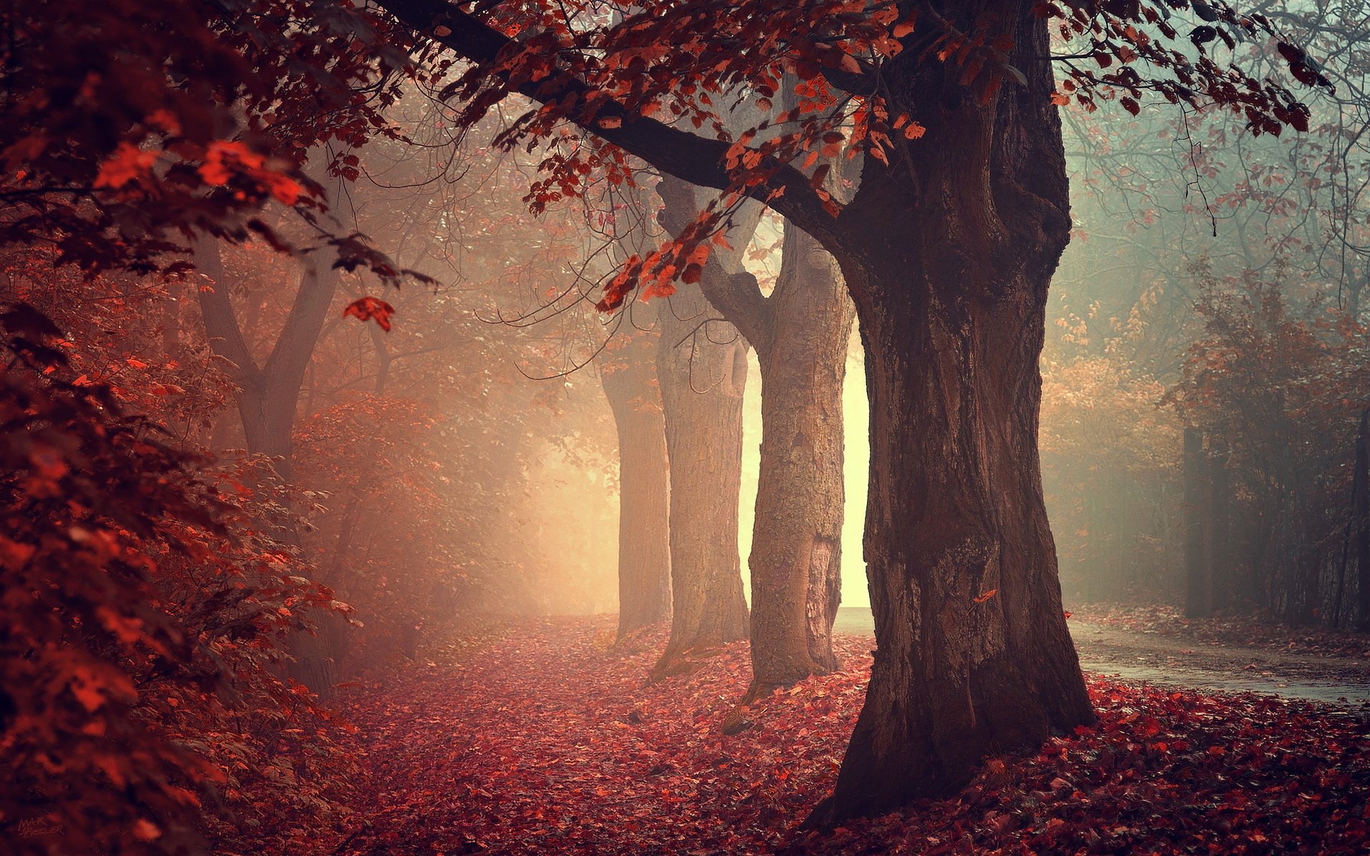 Enchanted Autumn Forest HD Wallpaper | 1920x1200 | Wallpaper Abyss