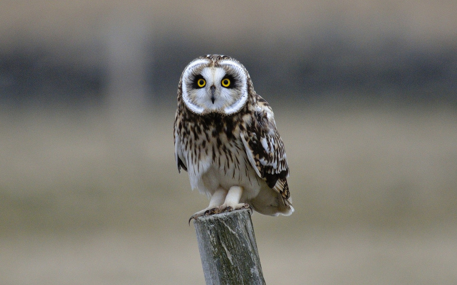Owl Hd Wallpapers British Owl Species: How To Identify, Diet And Where