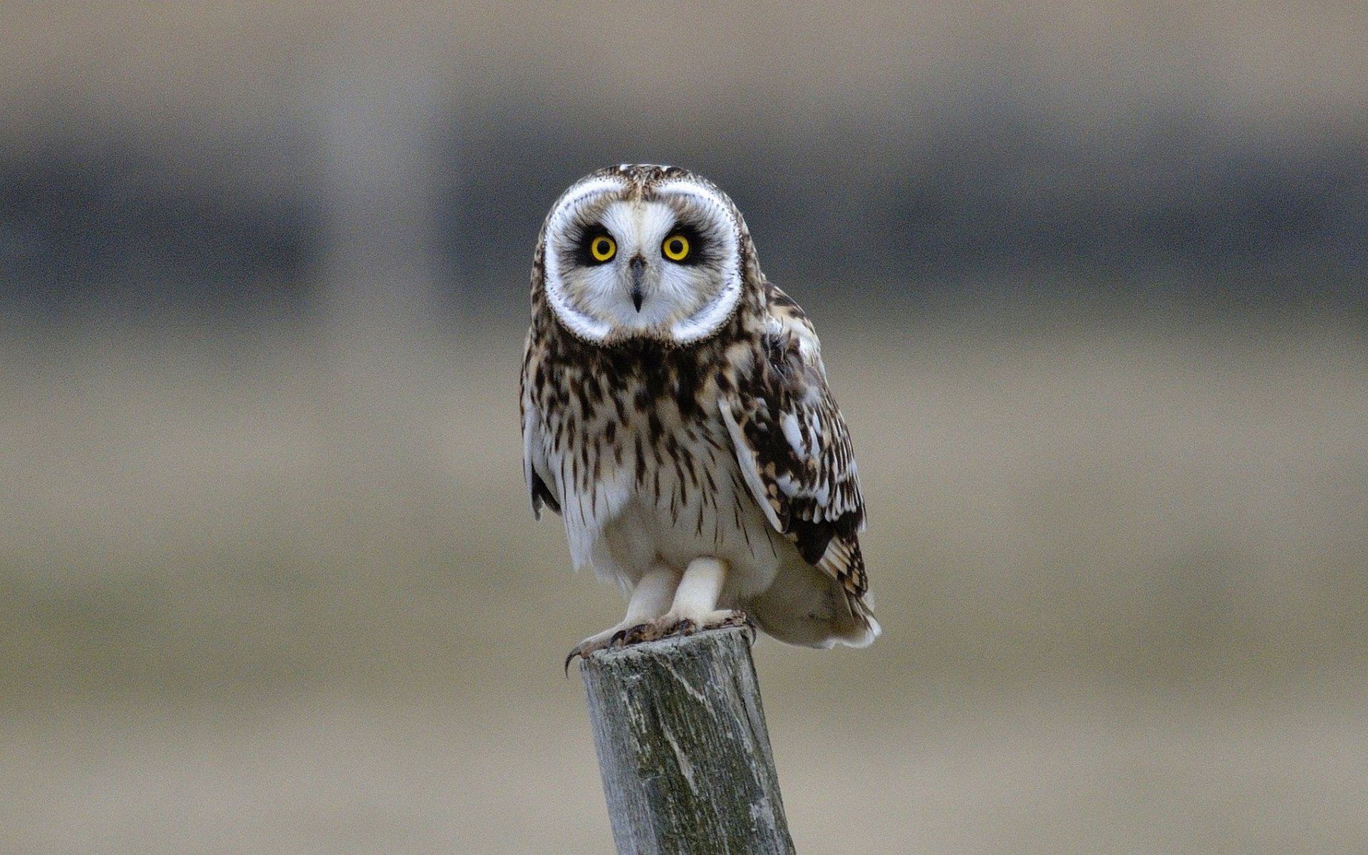 Stunning Owl HD Wallpaper: Nature's Nocturnal Beauty | 1920x1200 ...