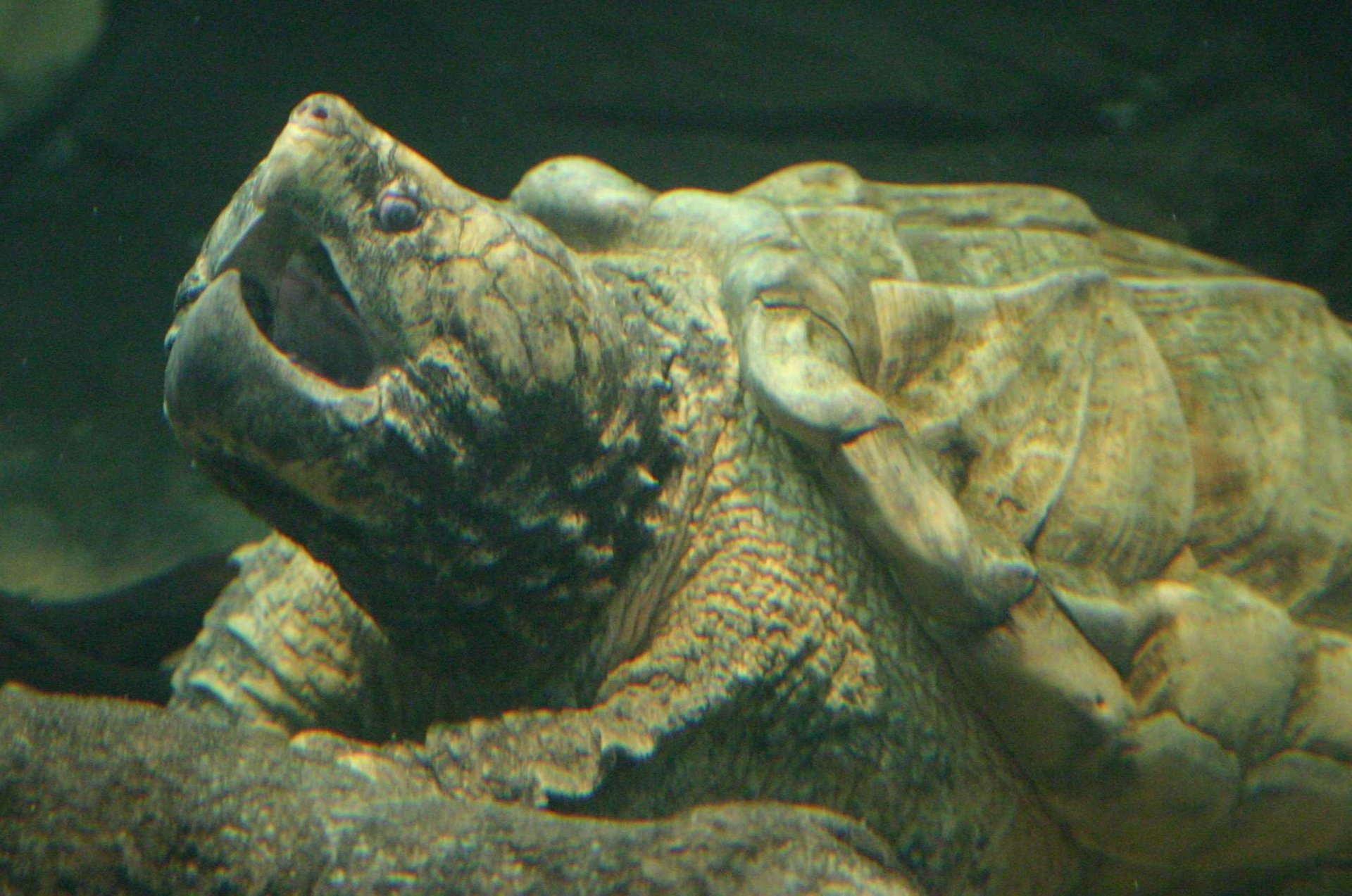 Download Animal Alligator Snapping Turtle HD Wallpaper