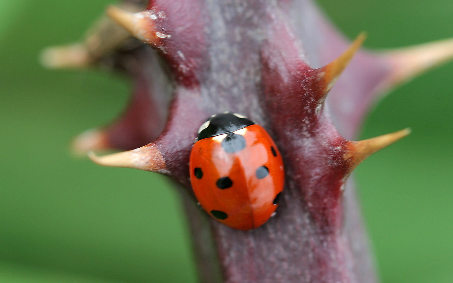 Animal Ladybug HD Wallpaper