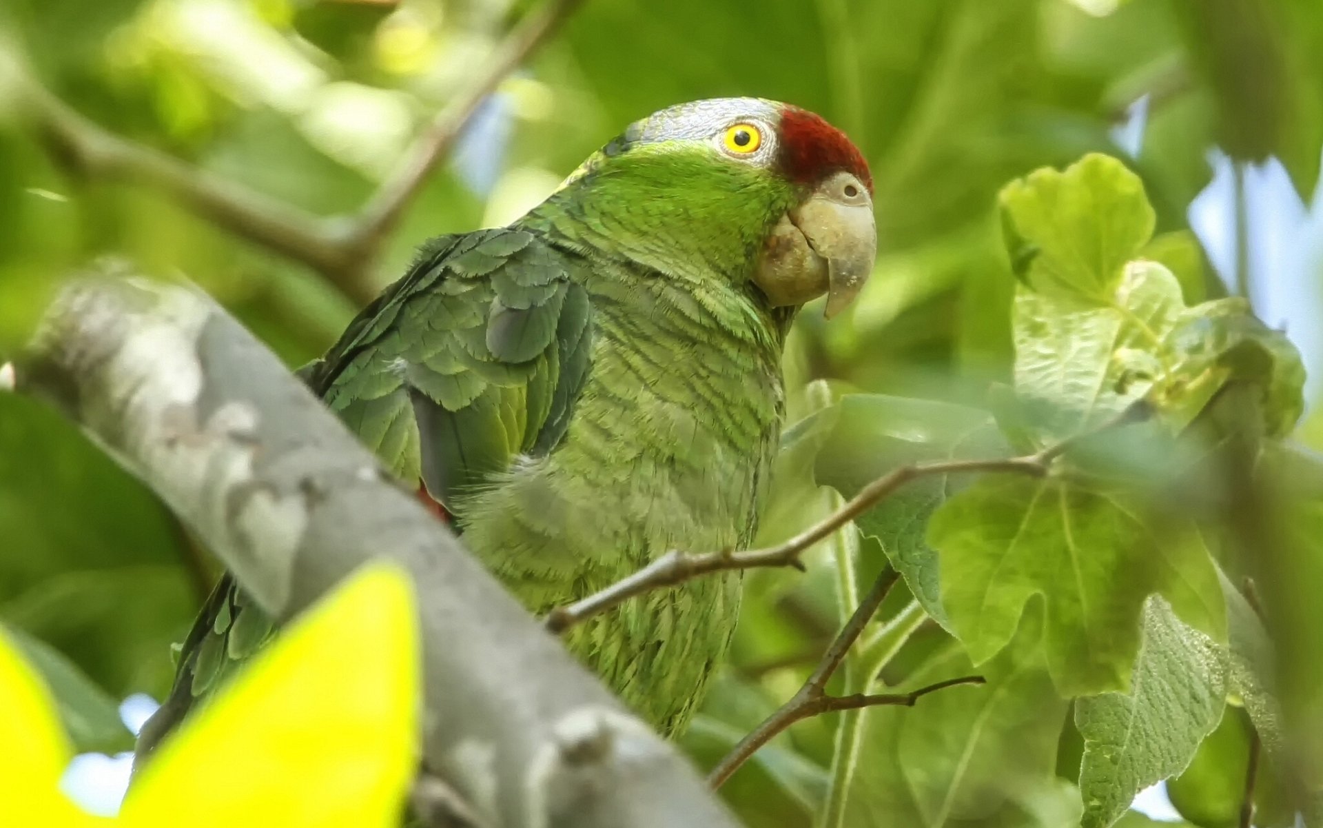 Bokeh Beauty: Vibrant Parrot Among Leaves - HD Wallpaper