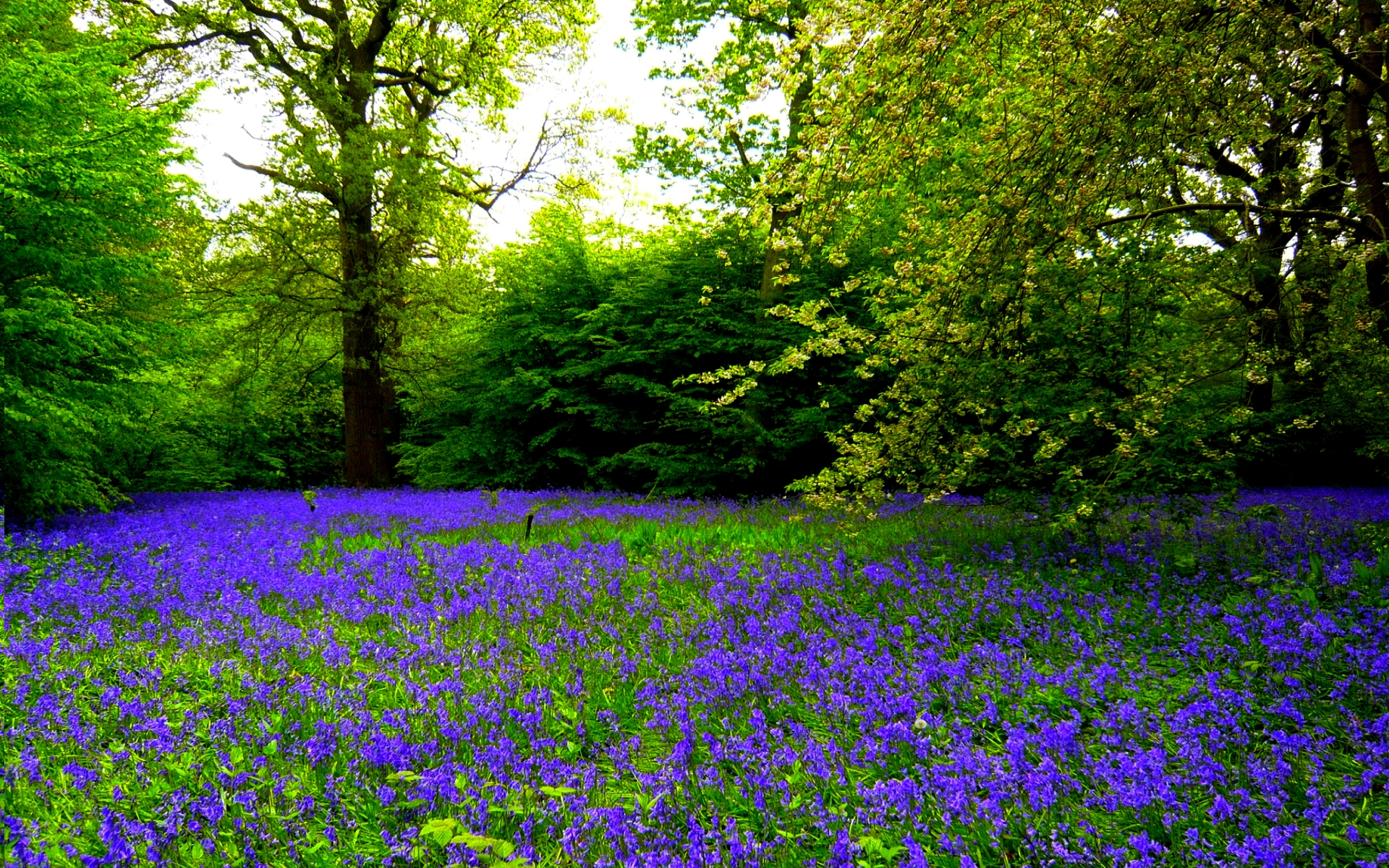 Download Nature Green Flower Forest HD Wallpaper