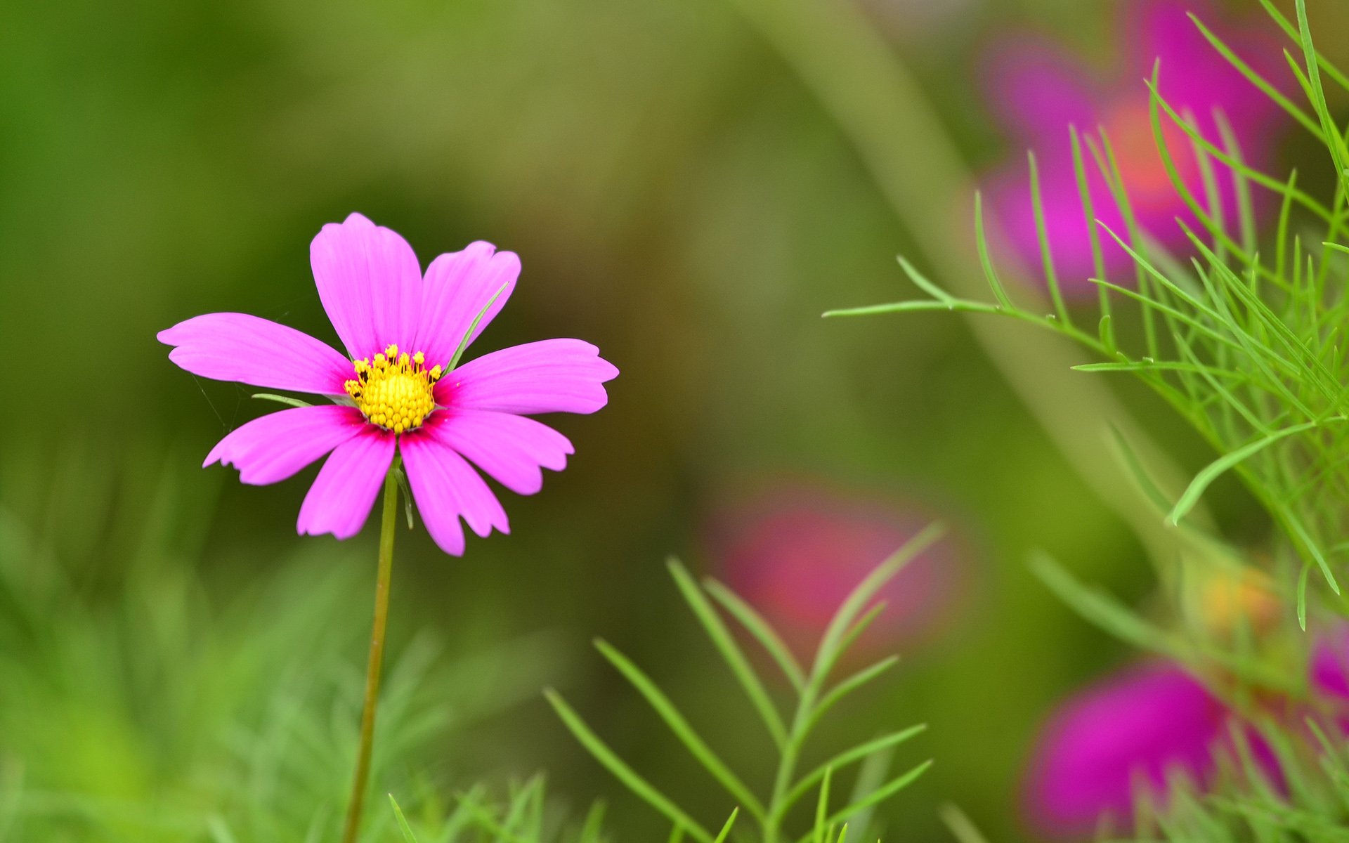 Download Nature Flower HD Wallpaper | 1920x1200 | Wallpaper Abyss