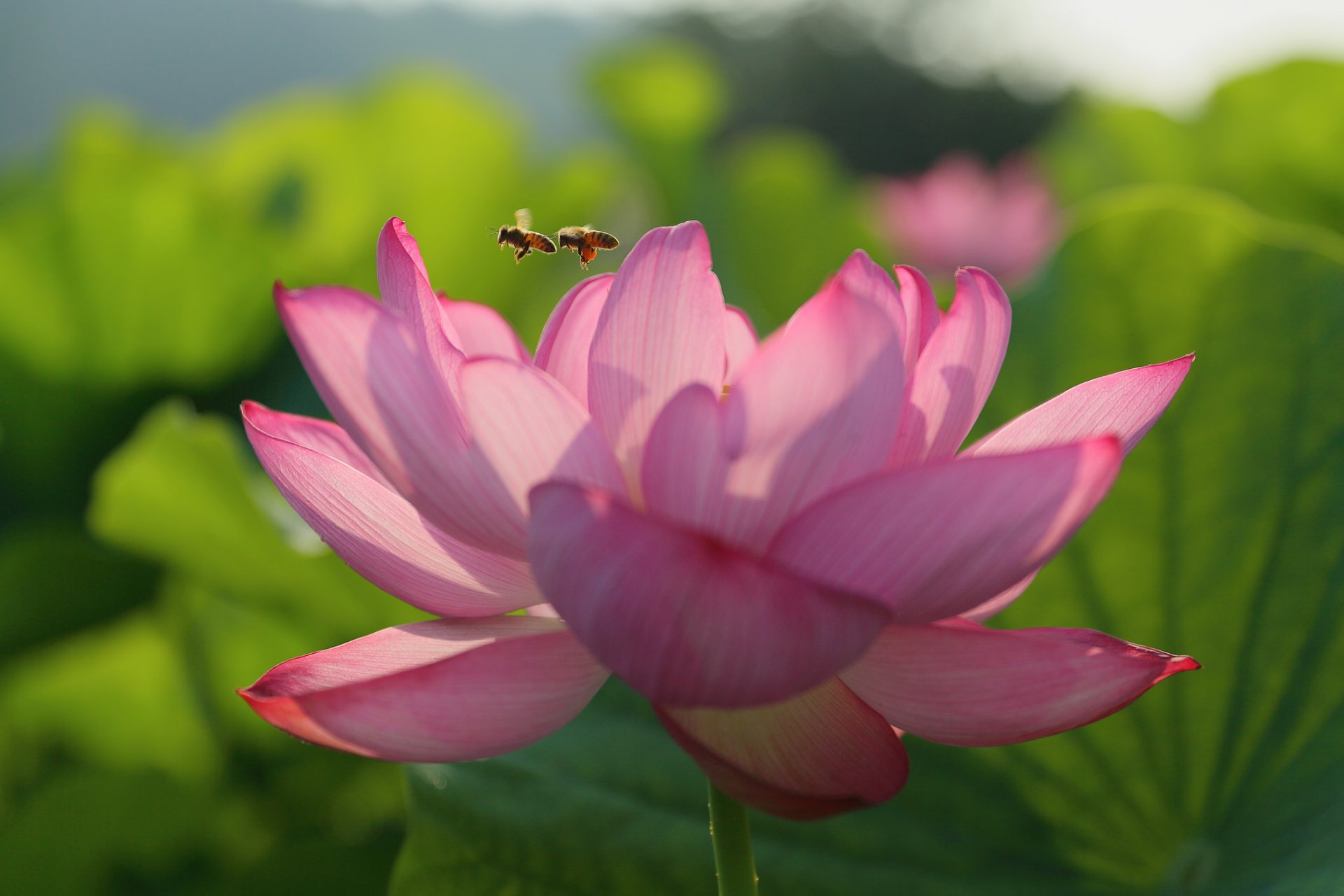 Pink Lotus Close-Up — Serene HD Wallpaper | 2048x1365 | Wallpaper Abyss