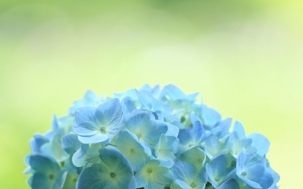 Hydrangea - Desktop Wallpapers, Phone Wallpaper, PFP, Gifs, and More!