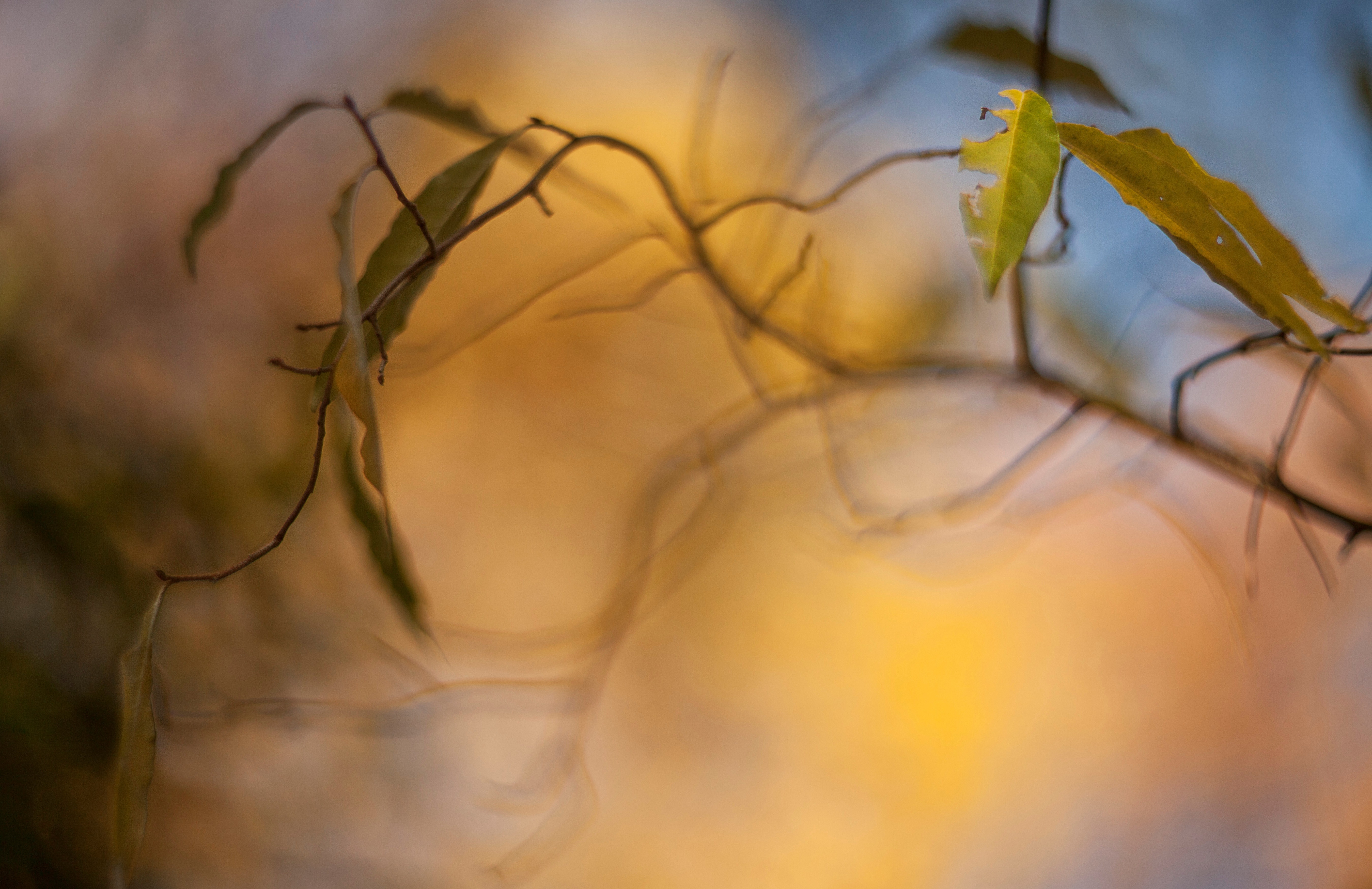 Download Nature Close-up 4k Ultra HD Wallpaper