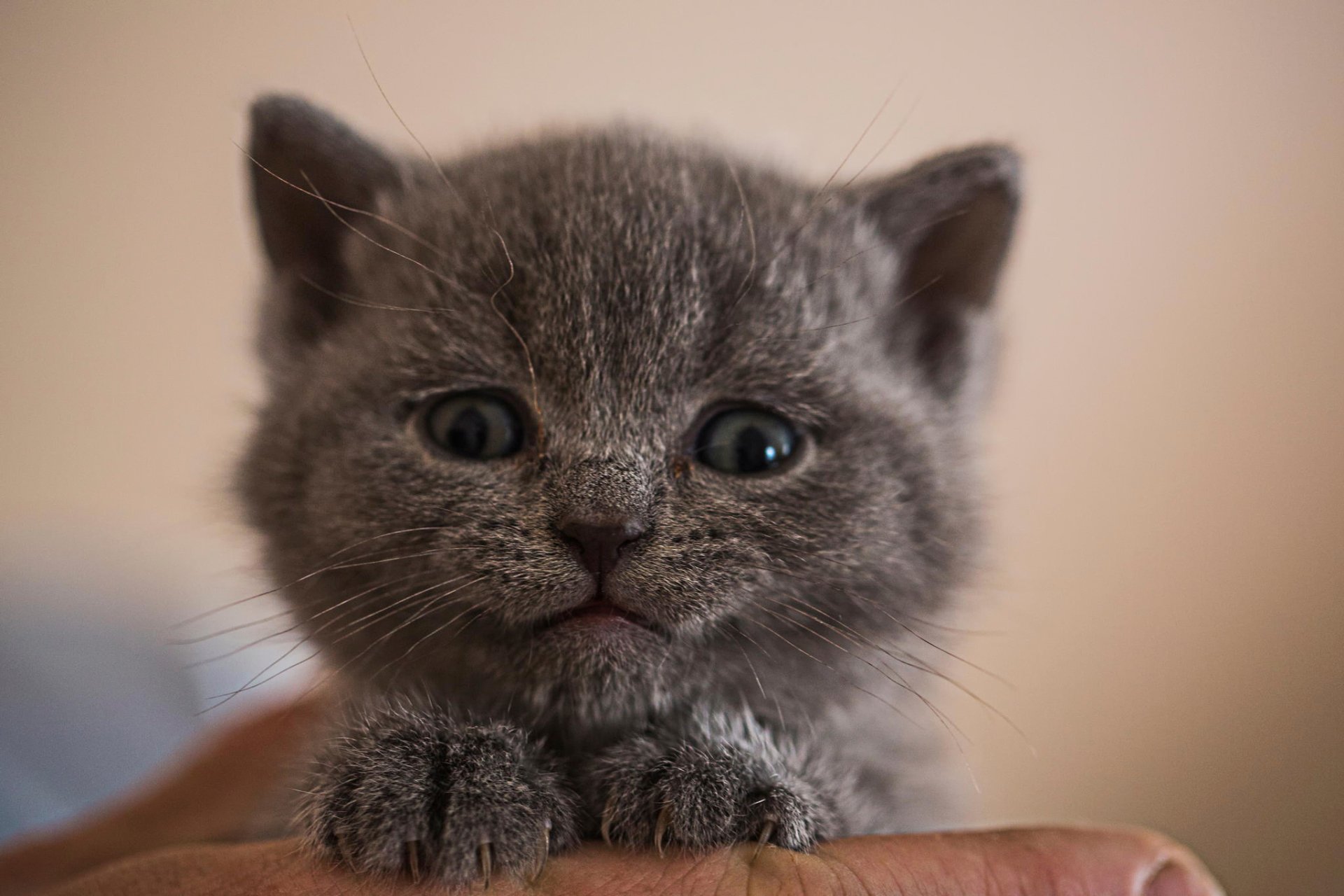 Adorable HD Cat Portrait: A Heartwarming Animal Wallpaper | 2048x1365 ...