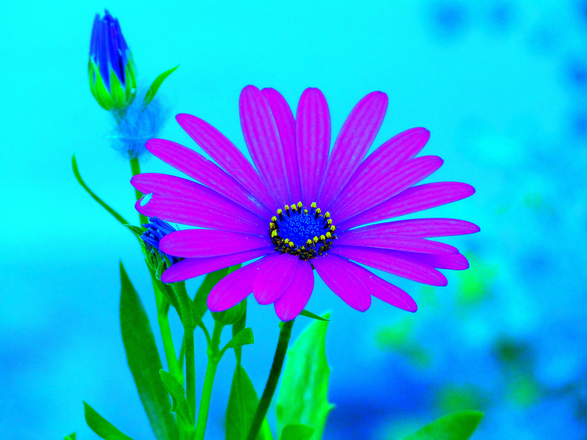 Download Nature Flower HD Wallpaper