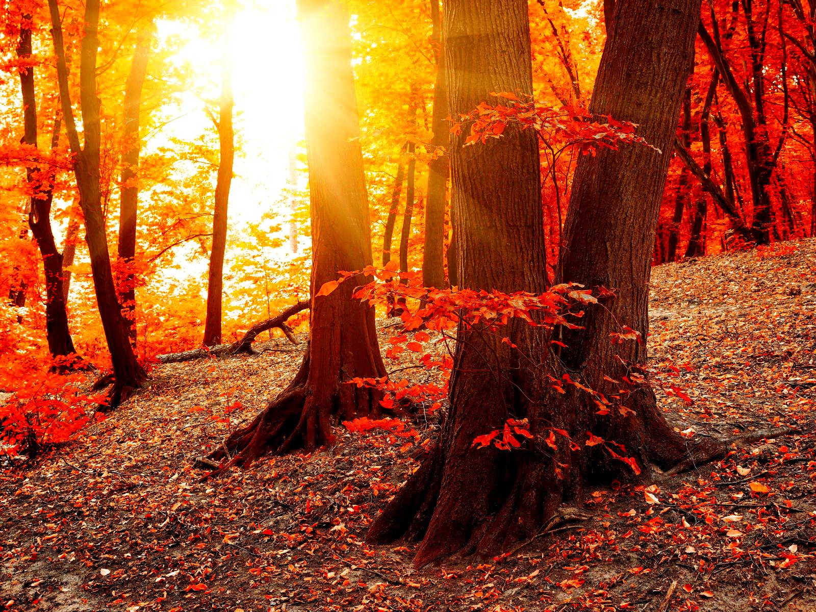 Golden Glow: Stunning HD Fall Nature Wallpaper
