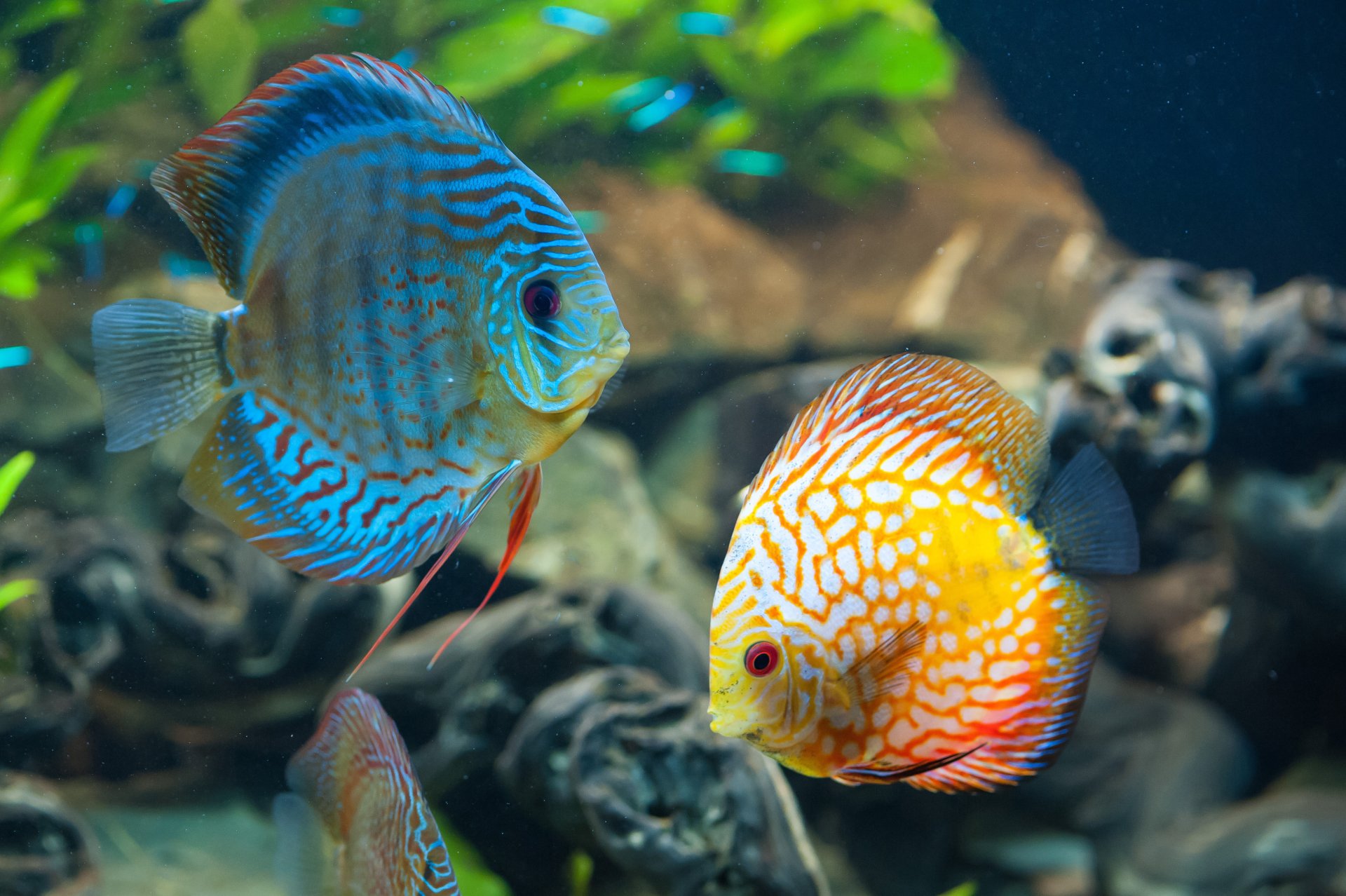 4K Ultra HD Vibrant Aquarium Fish Wallpaper