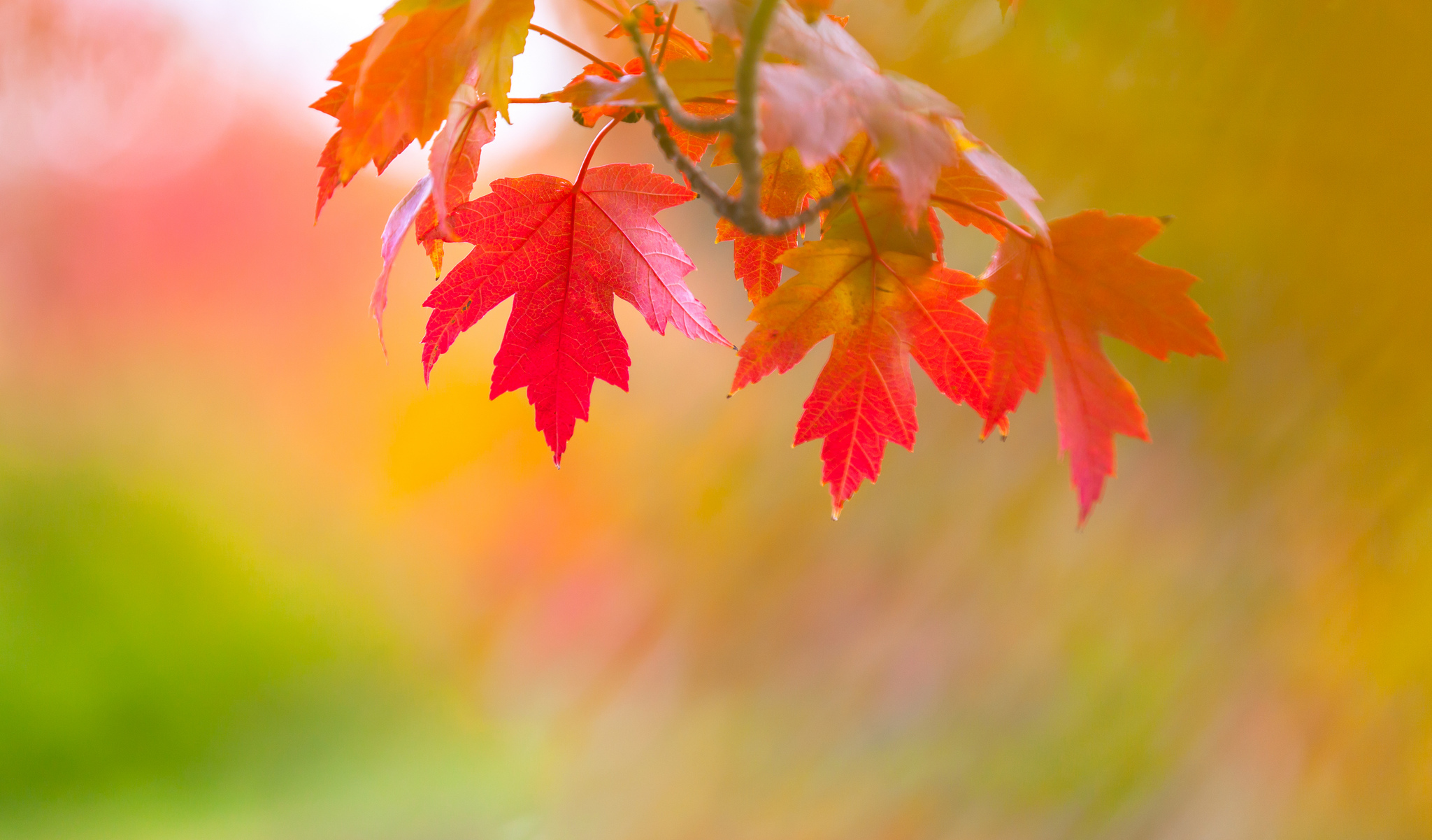 Download Nature Leaf HD Wallpaper