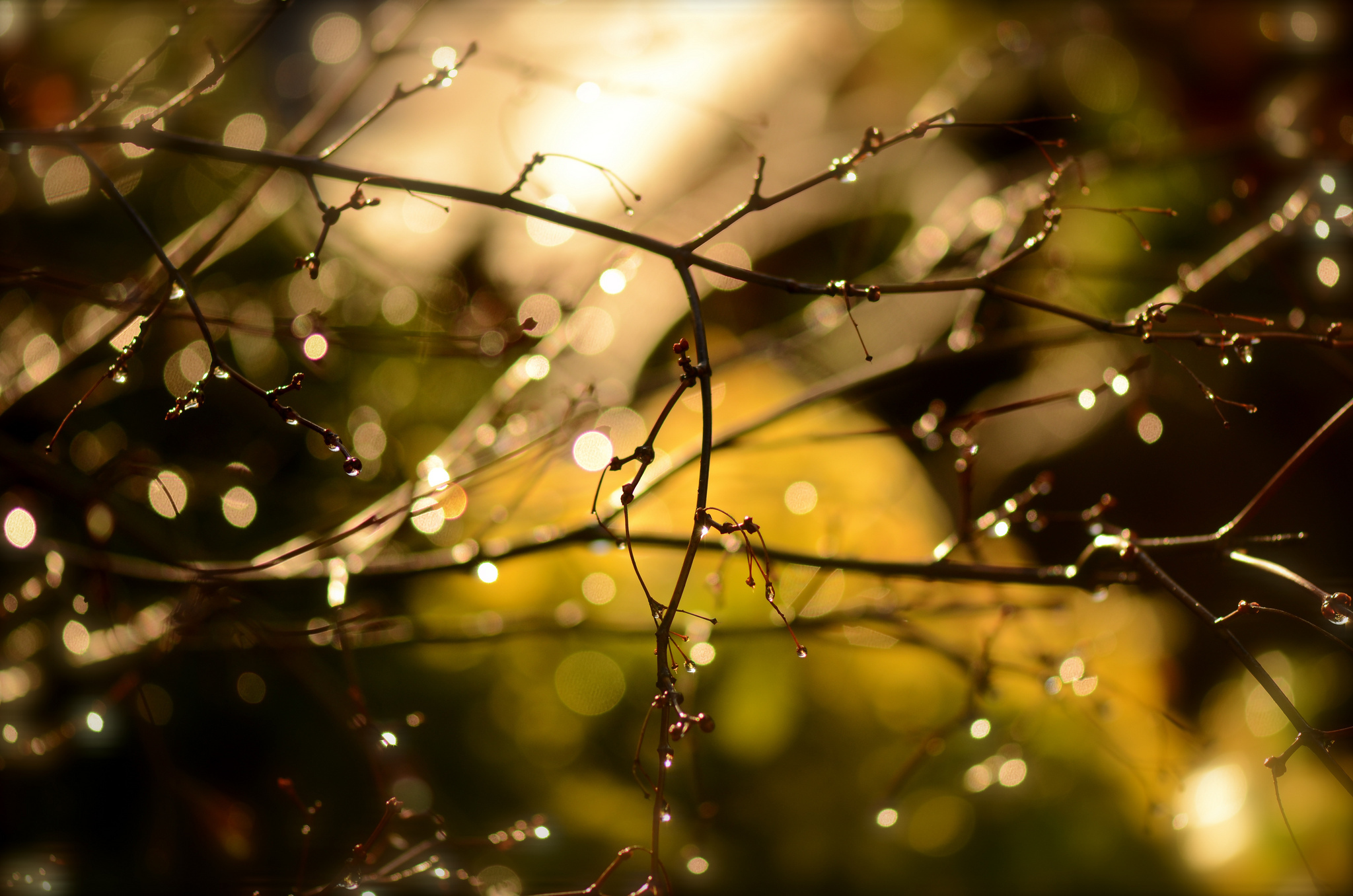 Download Nature Close-up HD Wallpaper