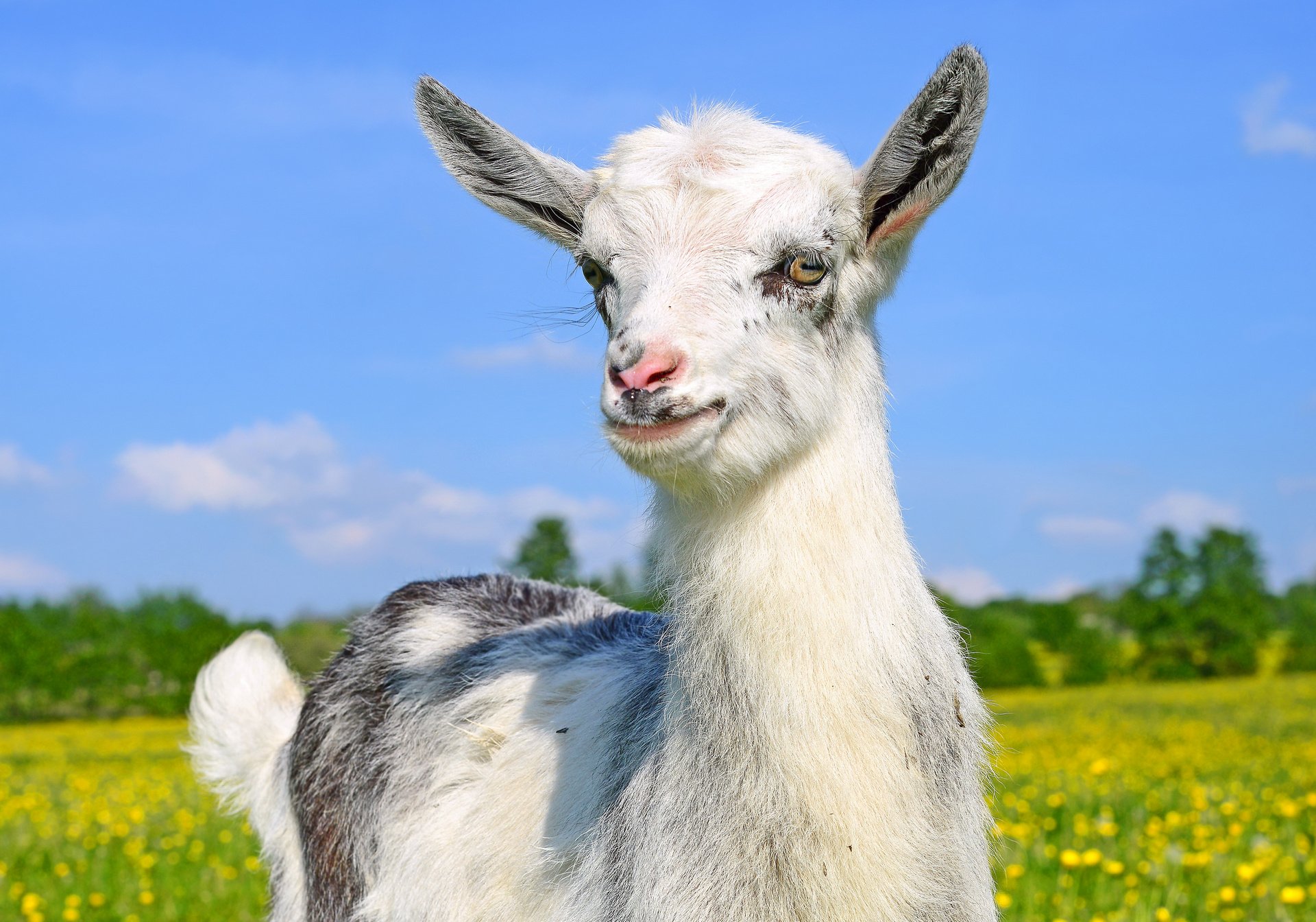Download Animal Goat HD Wallpaper